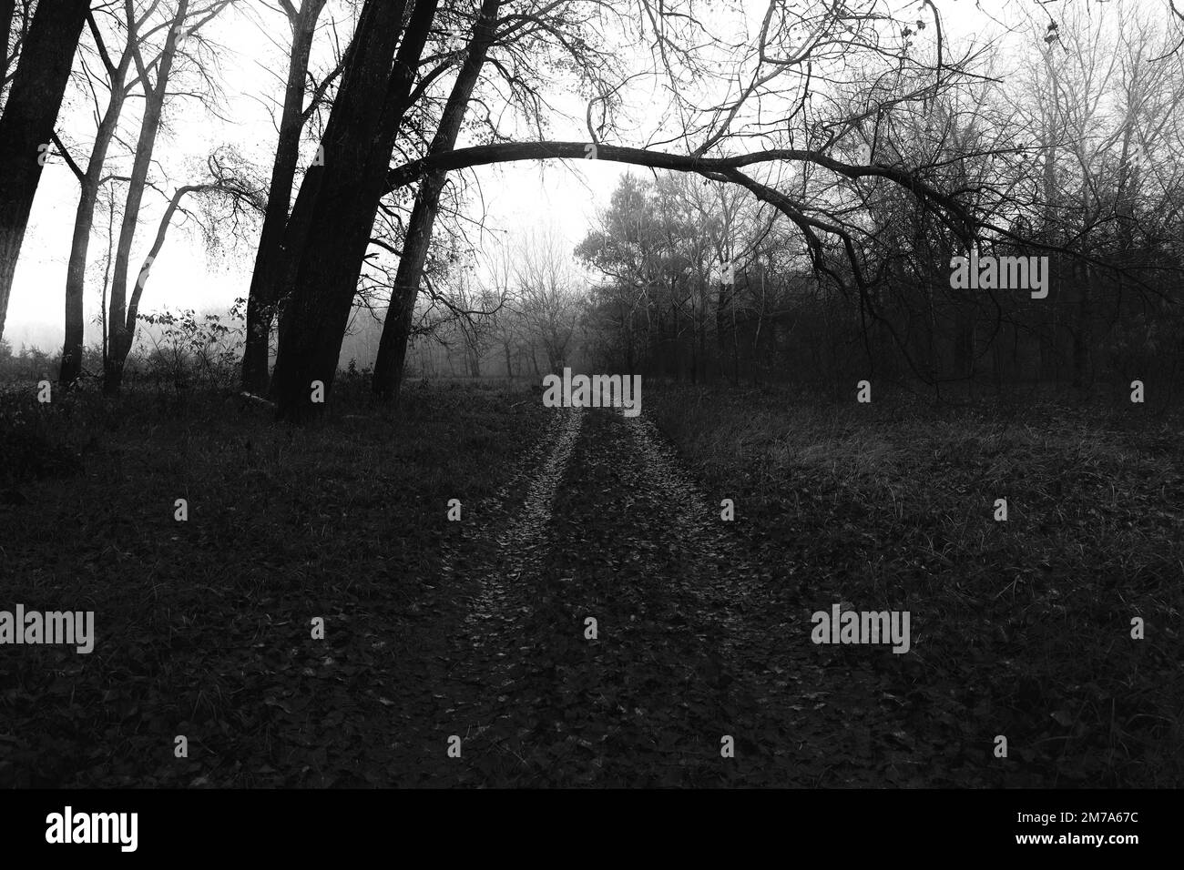 Black metal forest, foggy dark spooky forest, dark horror atmosphere ...