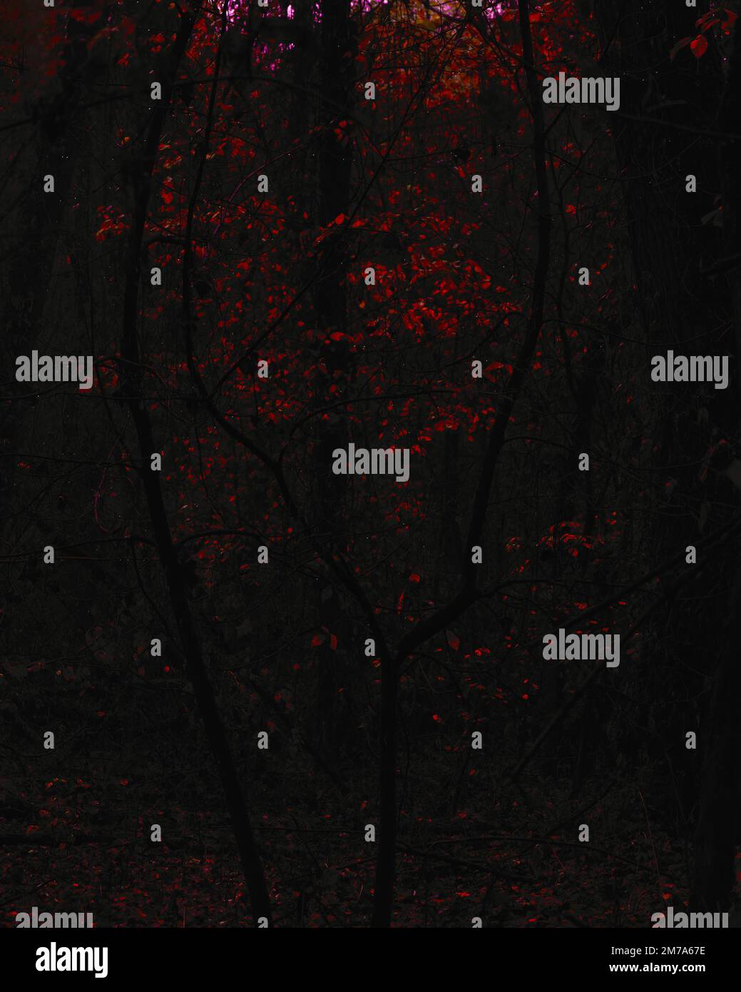 Black metal forest, foggy dark spooky forest, dark horror atmosphere ...