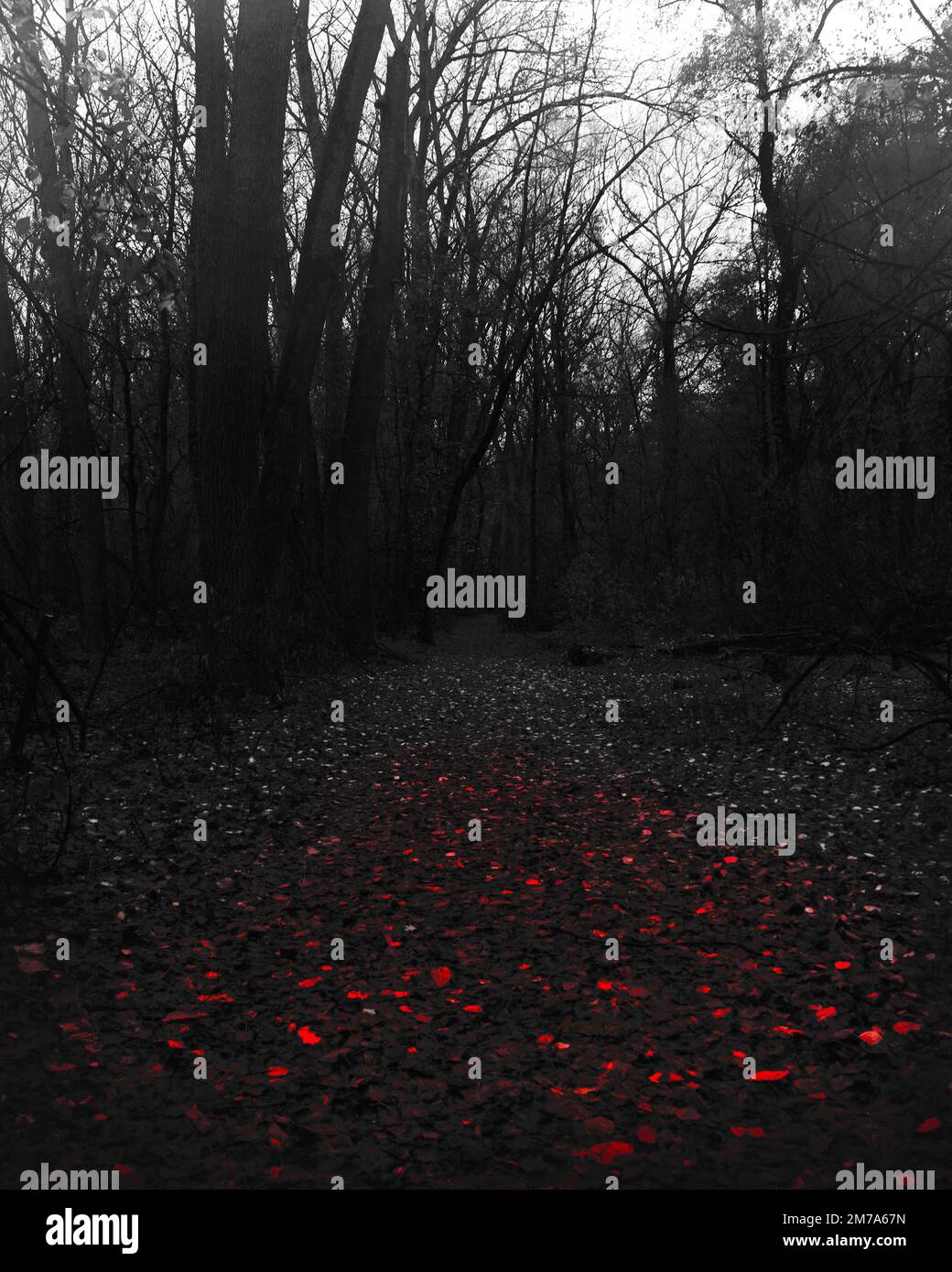 Black metal forest, foggy dark spooky forest, dark horror atmosphere ...