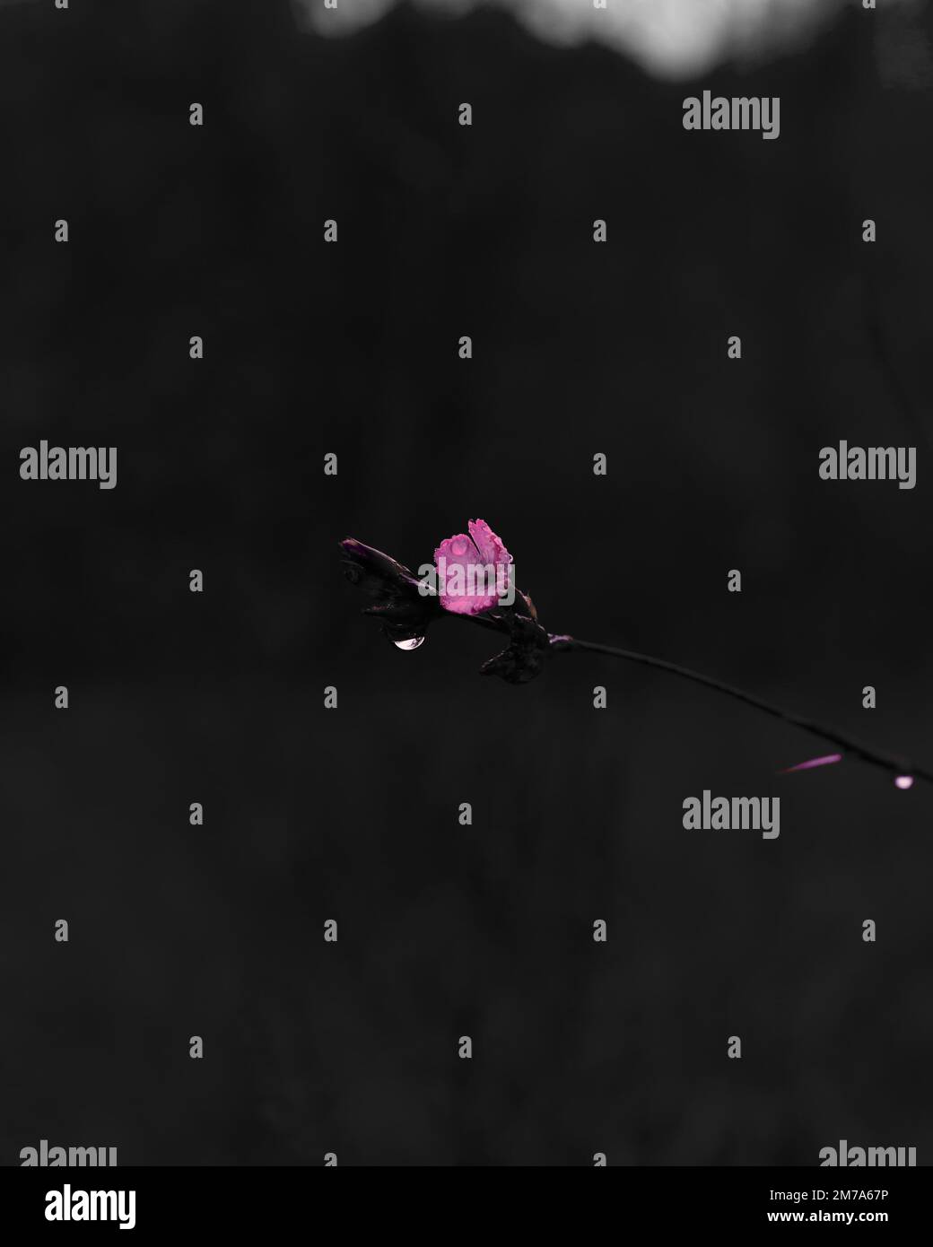 Black metal forest, foggy dark spooky forest, dark horror atmosphere ...