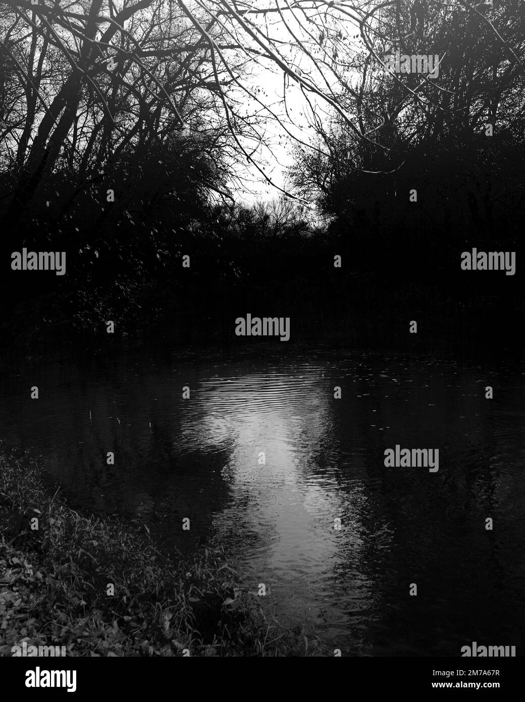 Black metal forest, foggy dark spooky forest, dark horror atmosphere ...