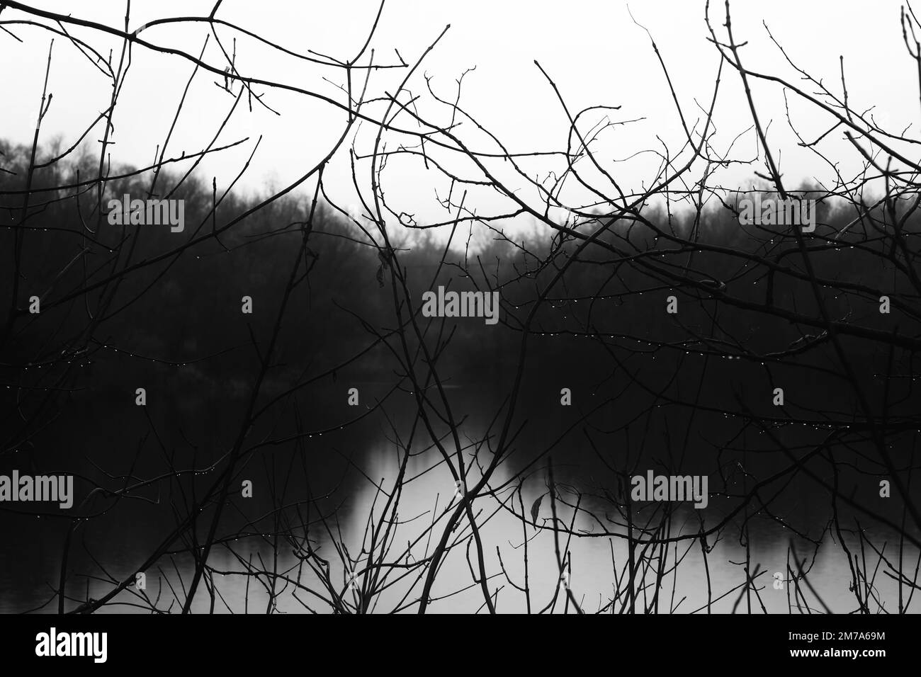 Black metal forest, foggy dark spooky forest, dark horror atmosphere ...