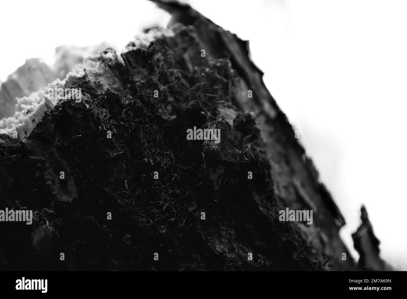 Black metal forest, foggy dark spooky forest, dark horror atmosphere ...