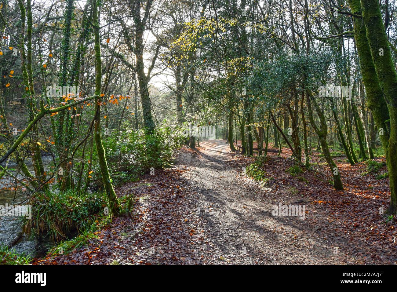 Cornwall lanhydrock autumn hi-res stock photography and images - Alamy