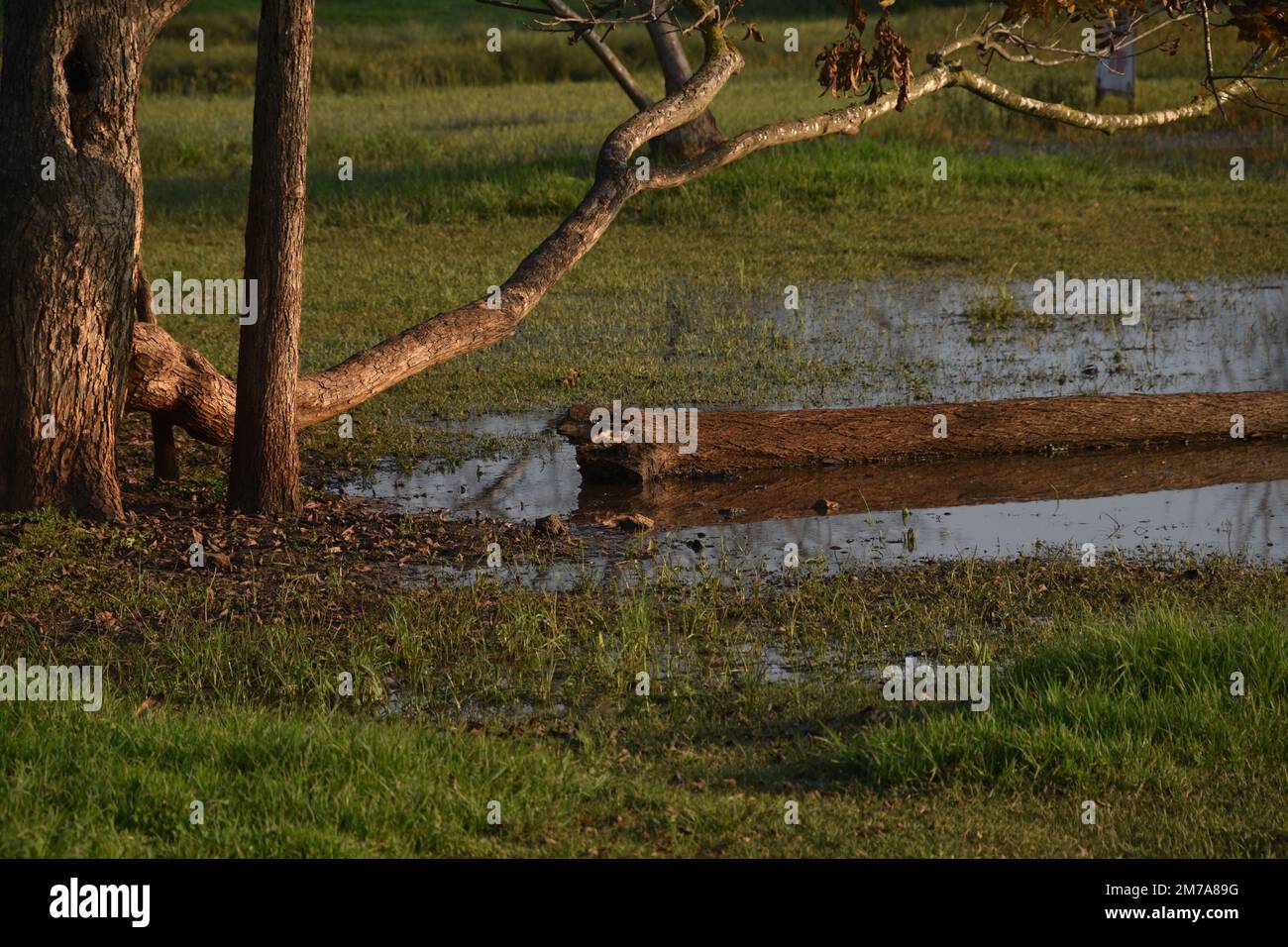 A fallen tree, surrounded by water after several days of rain ,big tree ...