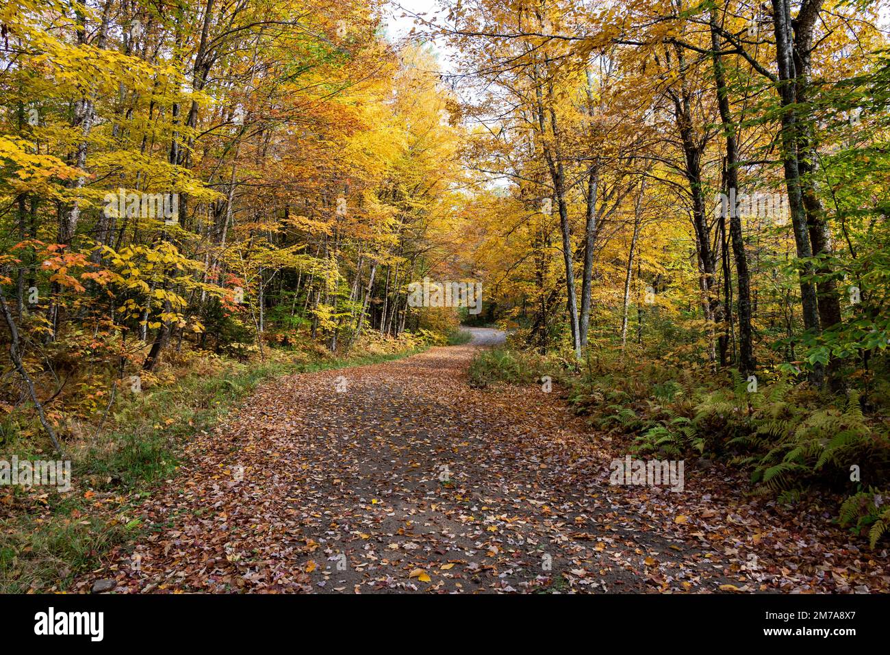 A wilderness logging road in the Adirondack Mountains, NY USA in autumn ...