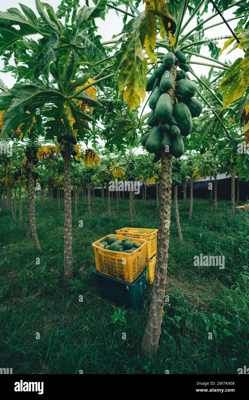 A vertical shot of the 'Carica papaya' harvesting; several trees in ...