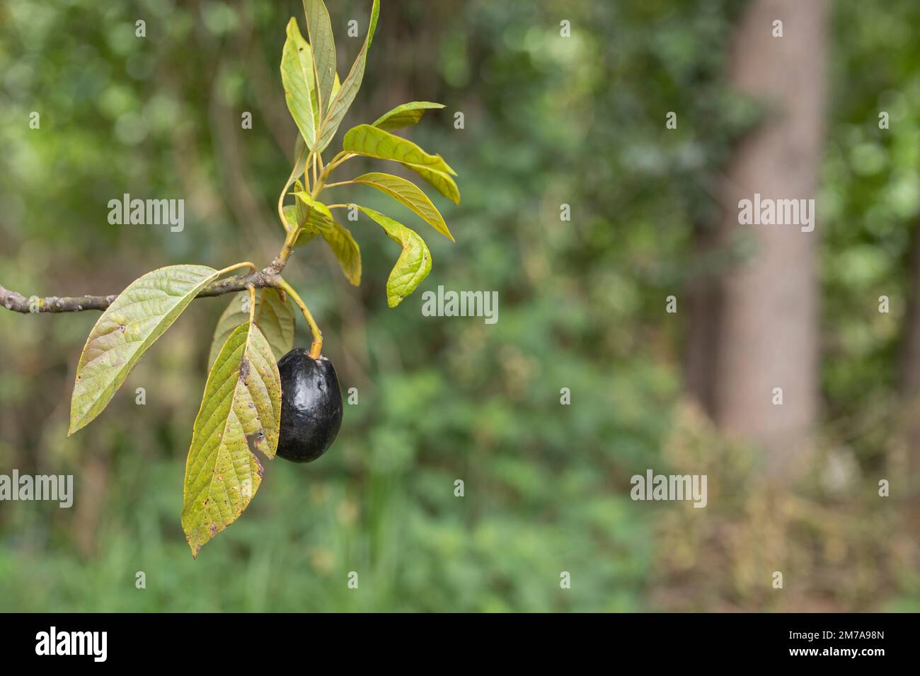 Ripe avocado hanging on an avocado branch with unfocused background and ...