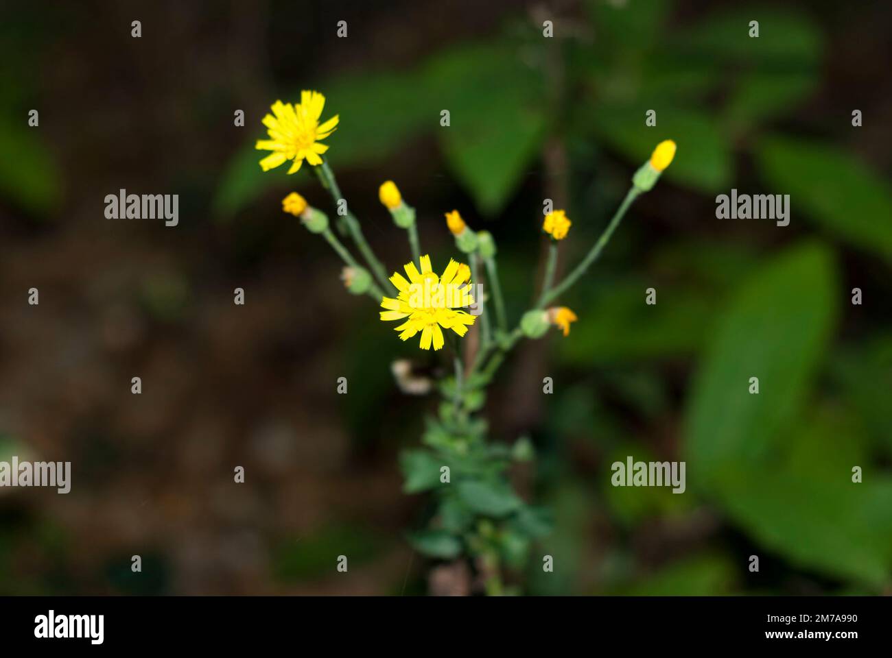 Taraxacum officinale yellow wild flower isolated from the rest with ...