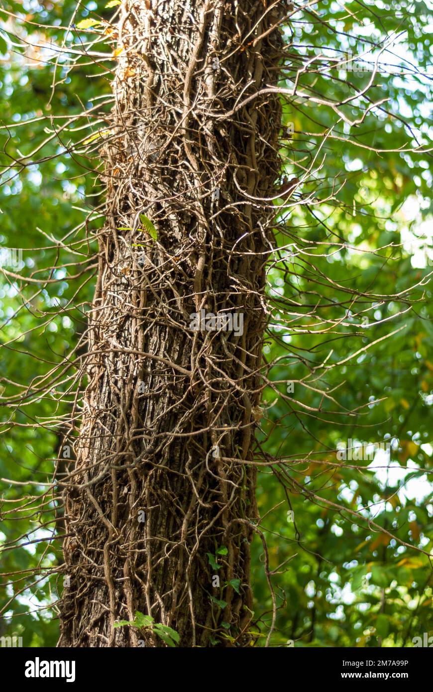 Tree trunk surrounded by dry climbing plant growing around it Stock ...