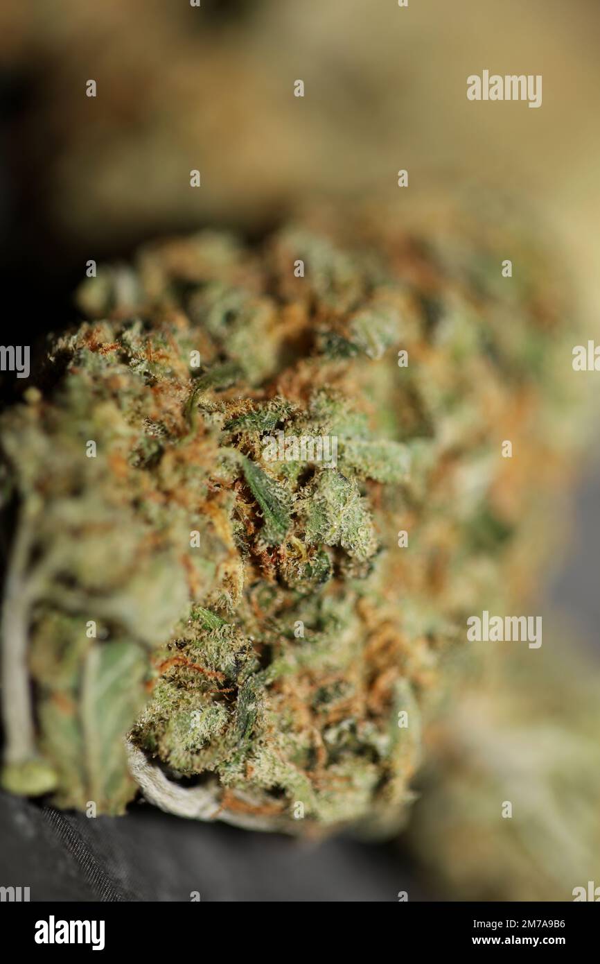 Medical marihuana buds close up background cannabis sativa super lemon ...