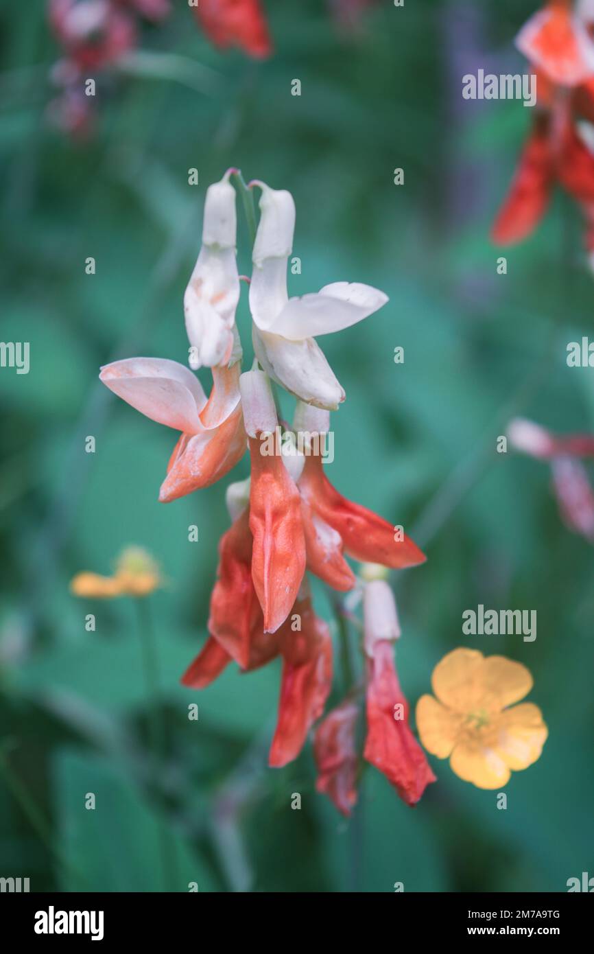 Lathyrus laevigatus is a rare relict plant, listed in the Red Book ...