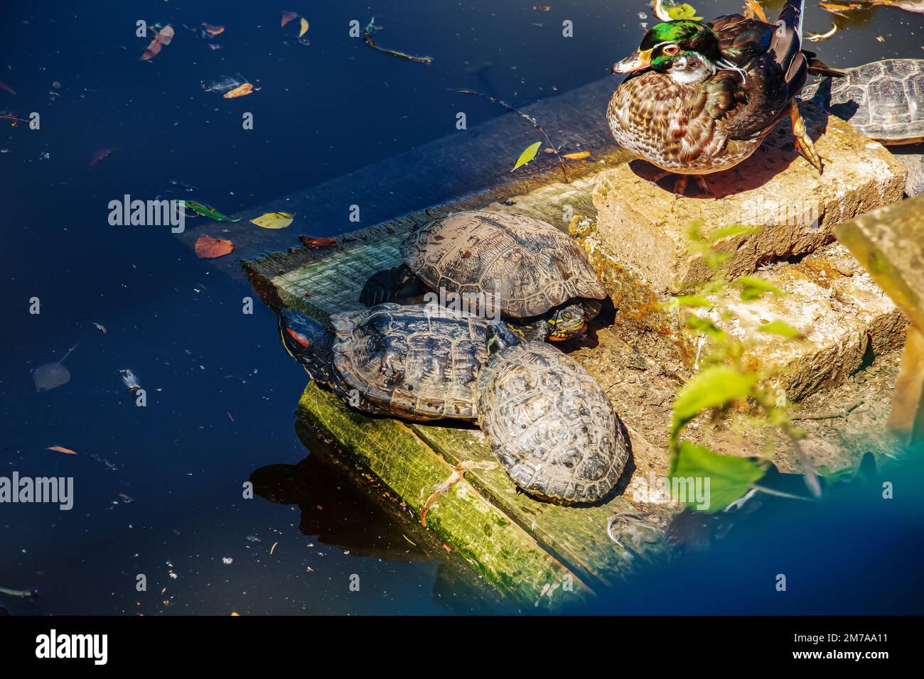 Turtles and a duck on a stone in a pond on a clear sunny day Stock ...