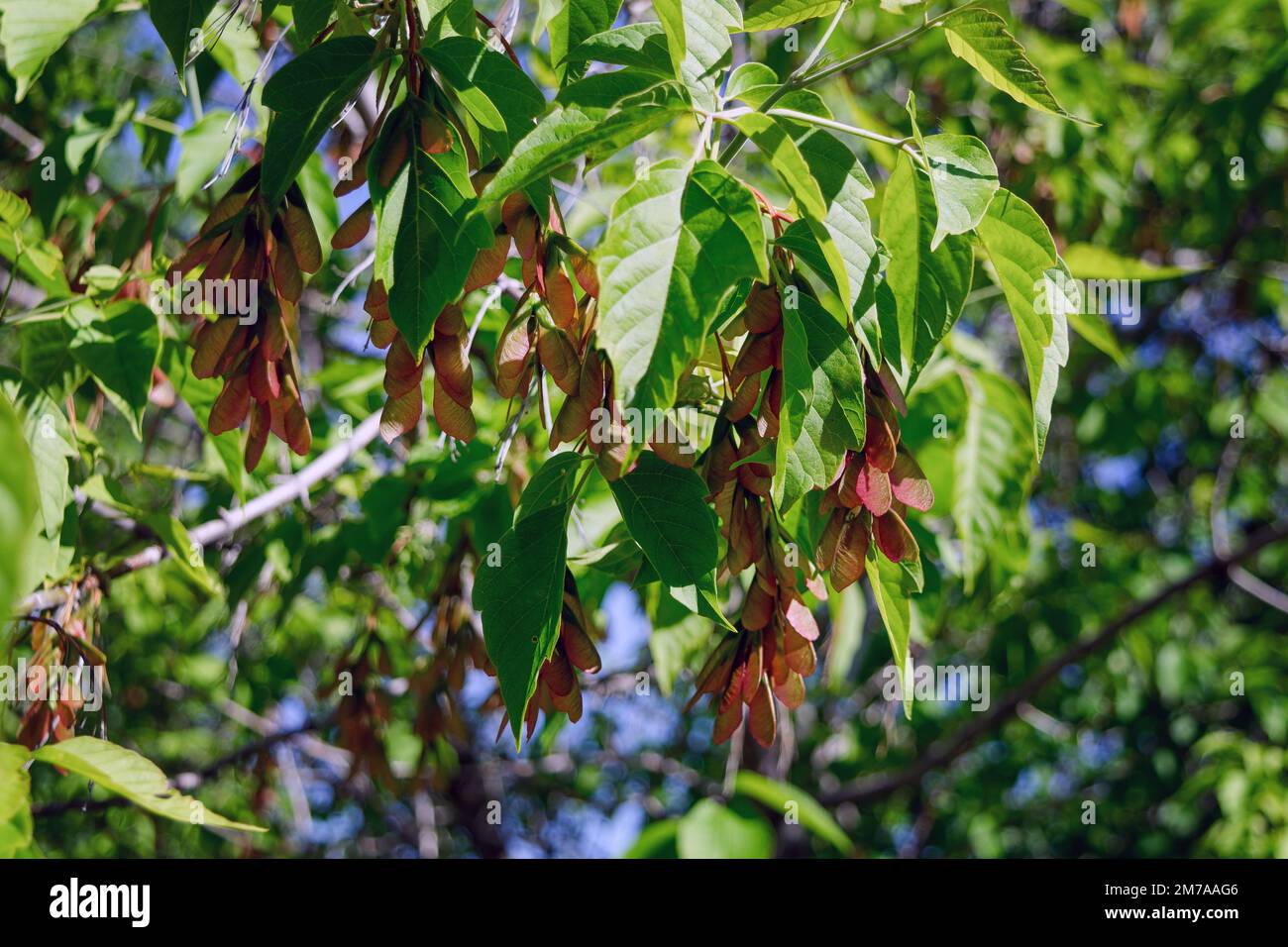 Acer negundo, box elder fruit and leaves on branch closeup selective ...