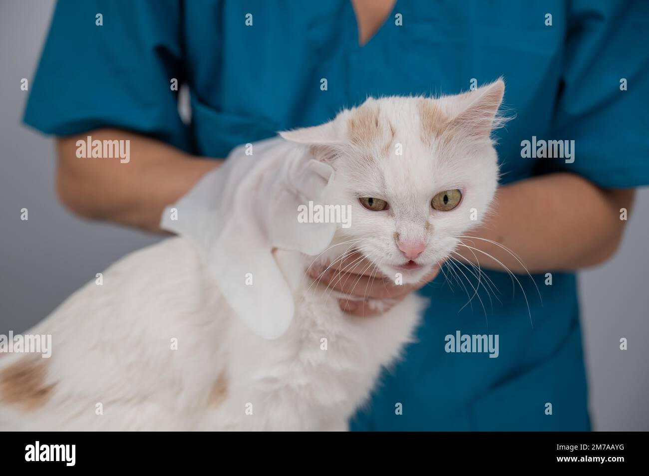Veterinarian washing a fluffy white cat with a disposable wet glove ...