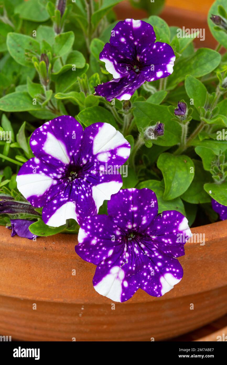 Starry night petunias hi-res stock photography and images - Alamy
