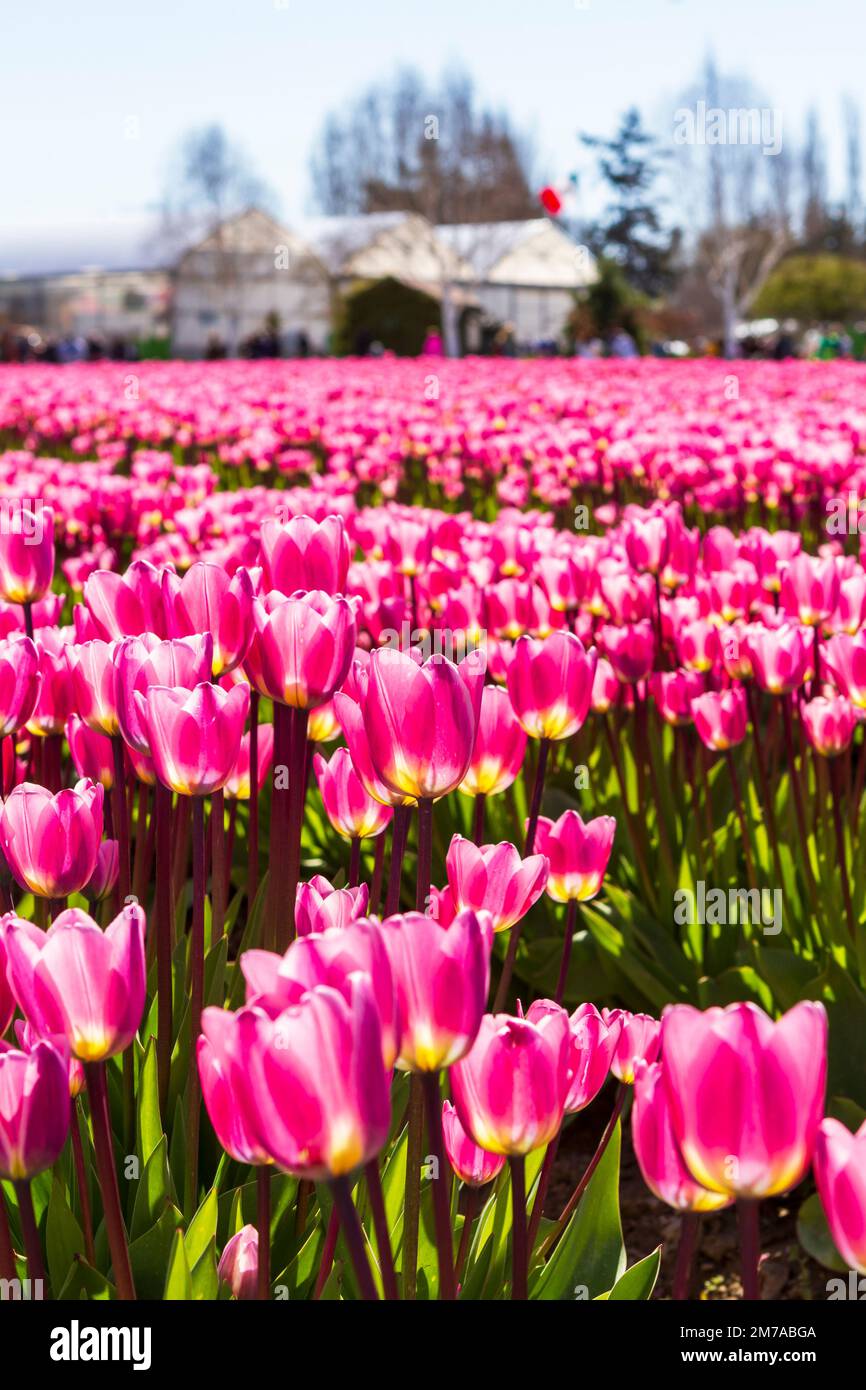 Rows of bright pink tulips with yellow bases, with buildings and ...