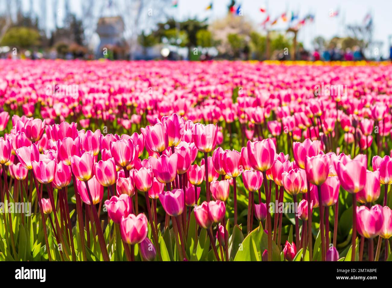 Rows of bright pink tulips with tourists, buildings, and colorful flags ...