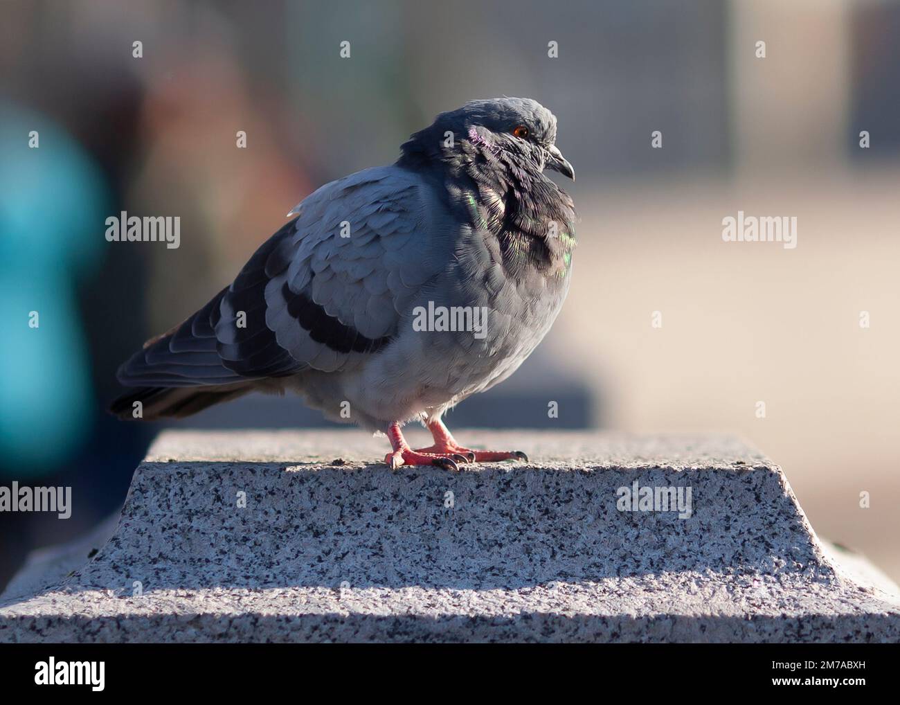 Fat pigeon hi-res stock photography and images - Alamy