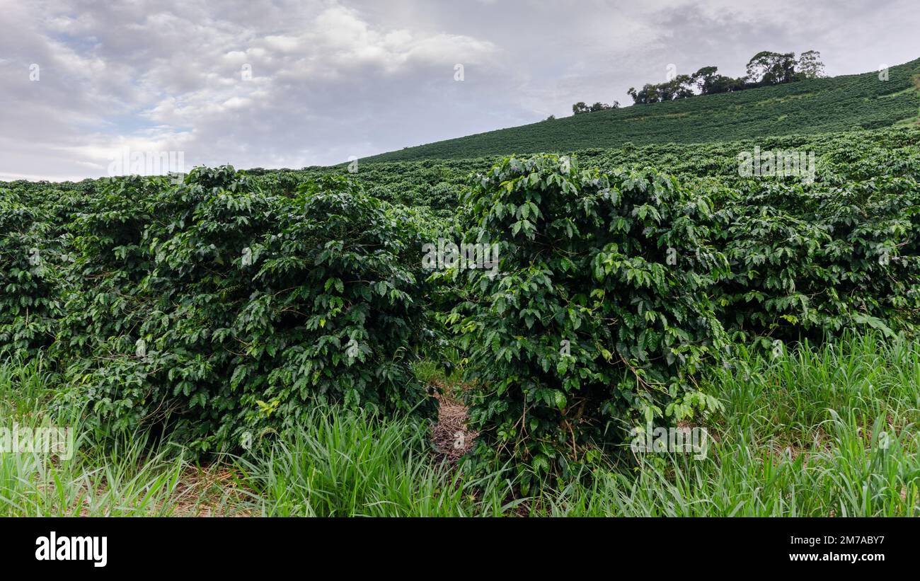View of Arabica coffee plants in Minas Gerais, Brazil Stock Photo - Alamy