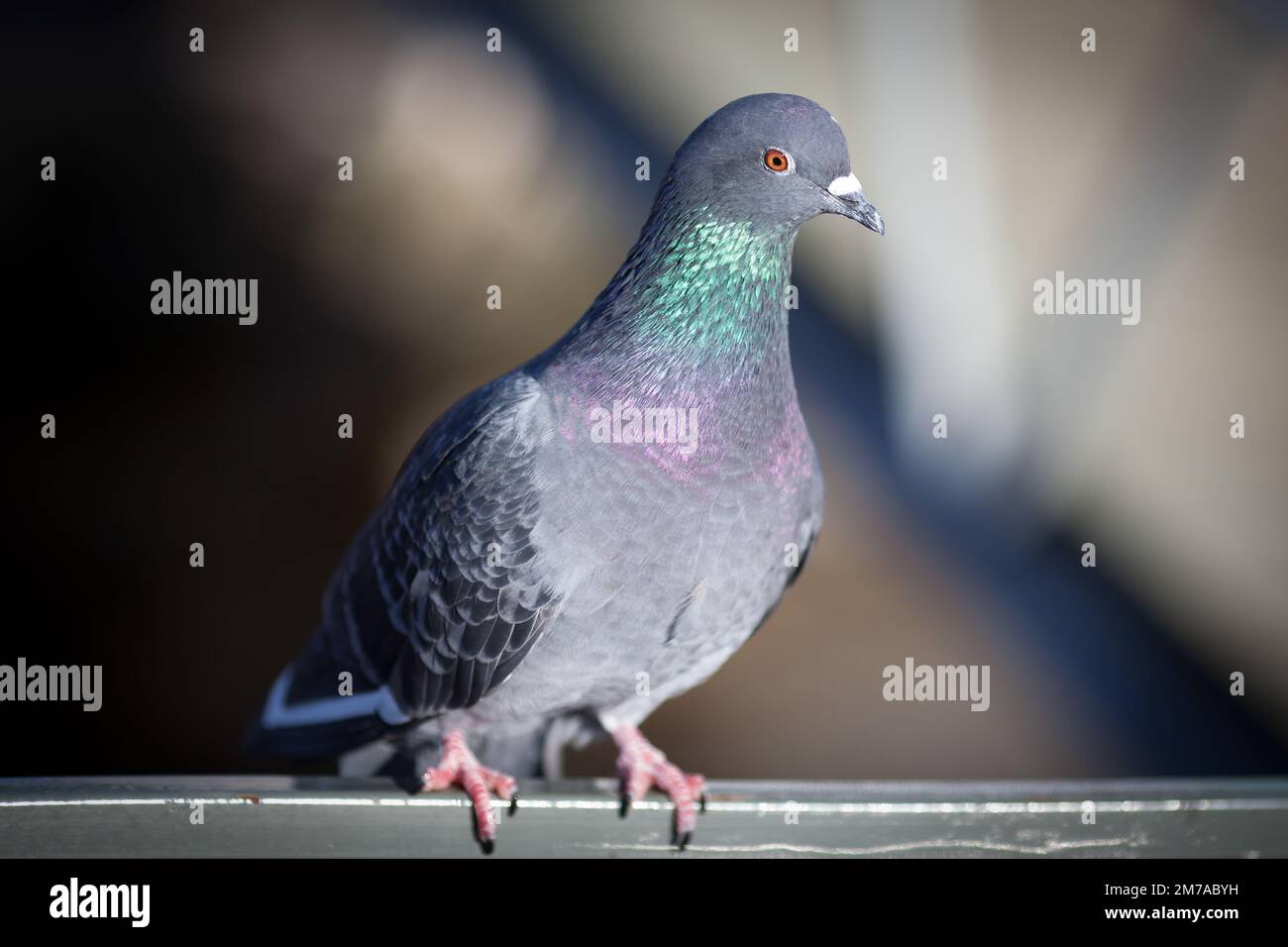 Domestic pigeon profile hi-res stock photography and images - Alamy