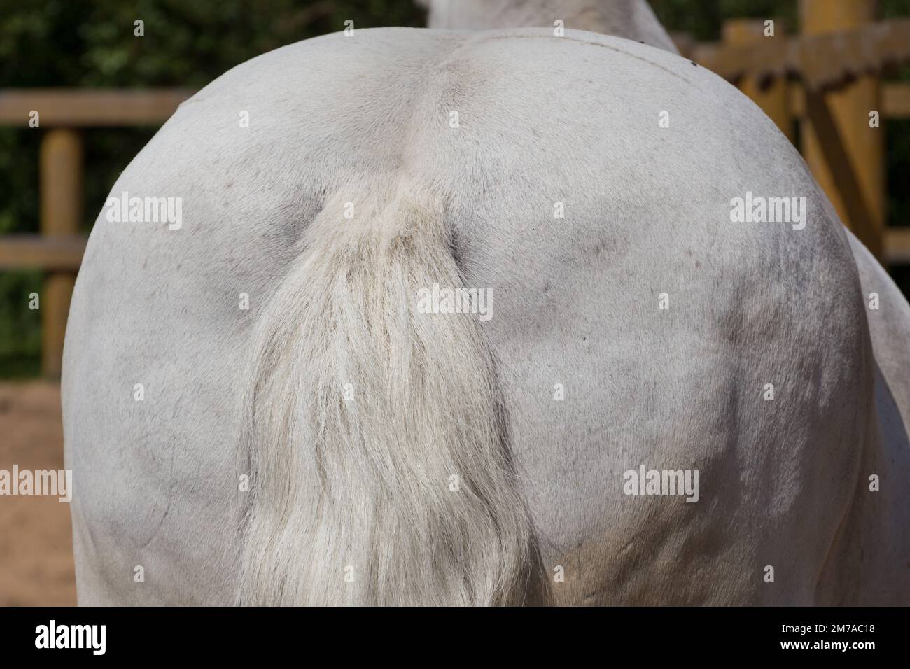 White horse back view with tail Stock Photo - Alamy