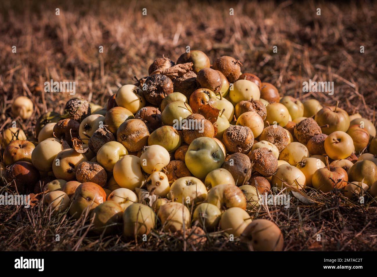 heap of damaged fallen apples infected with garden sickness lying on ...