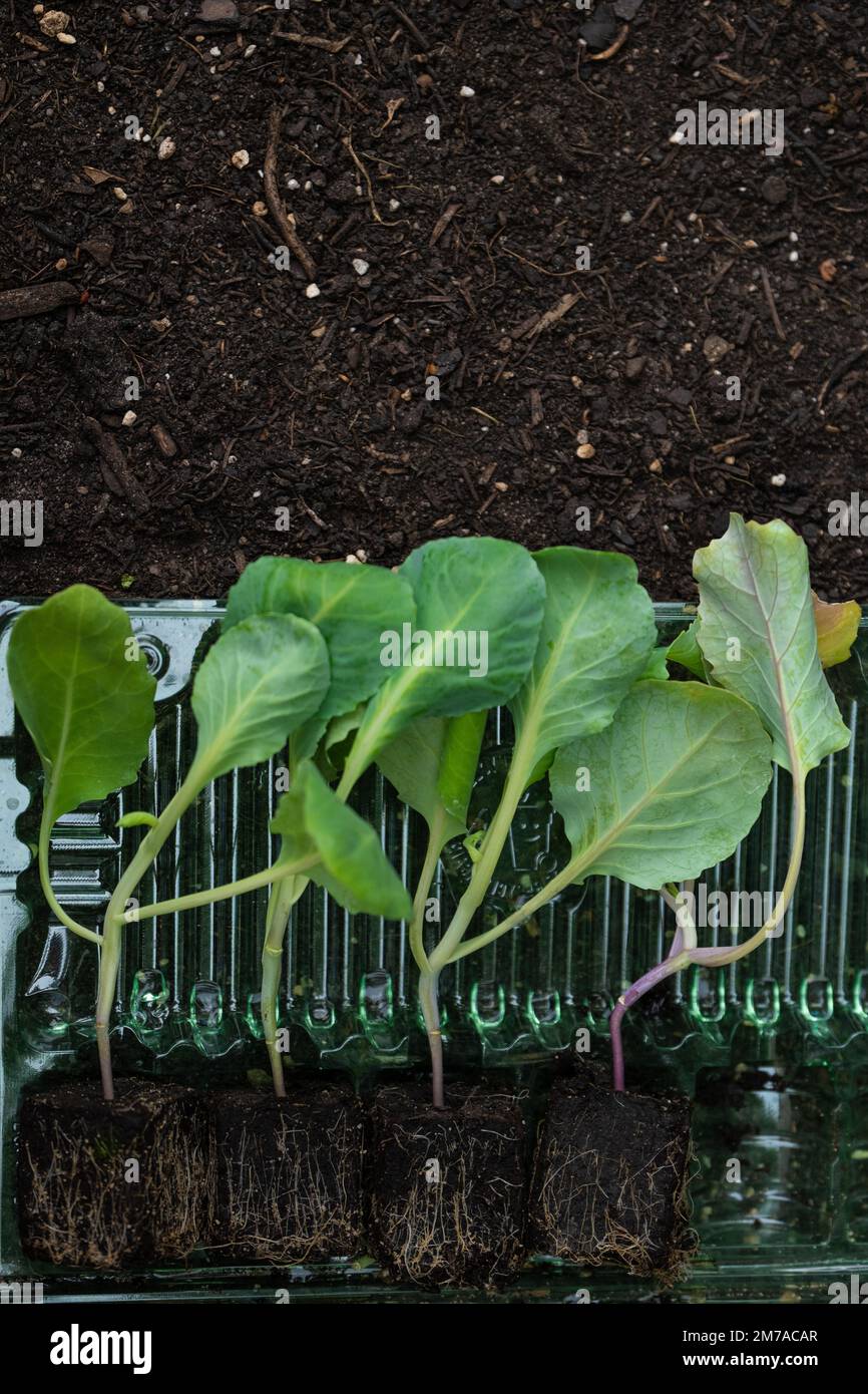 Gardening and agriculture.Romaine lettuce seedlings and lettuce ...