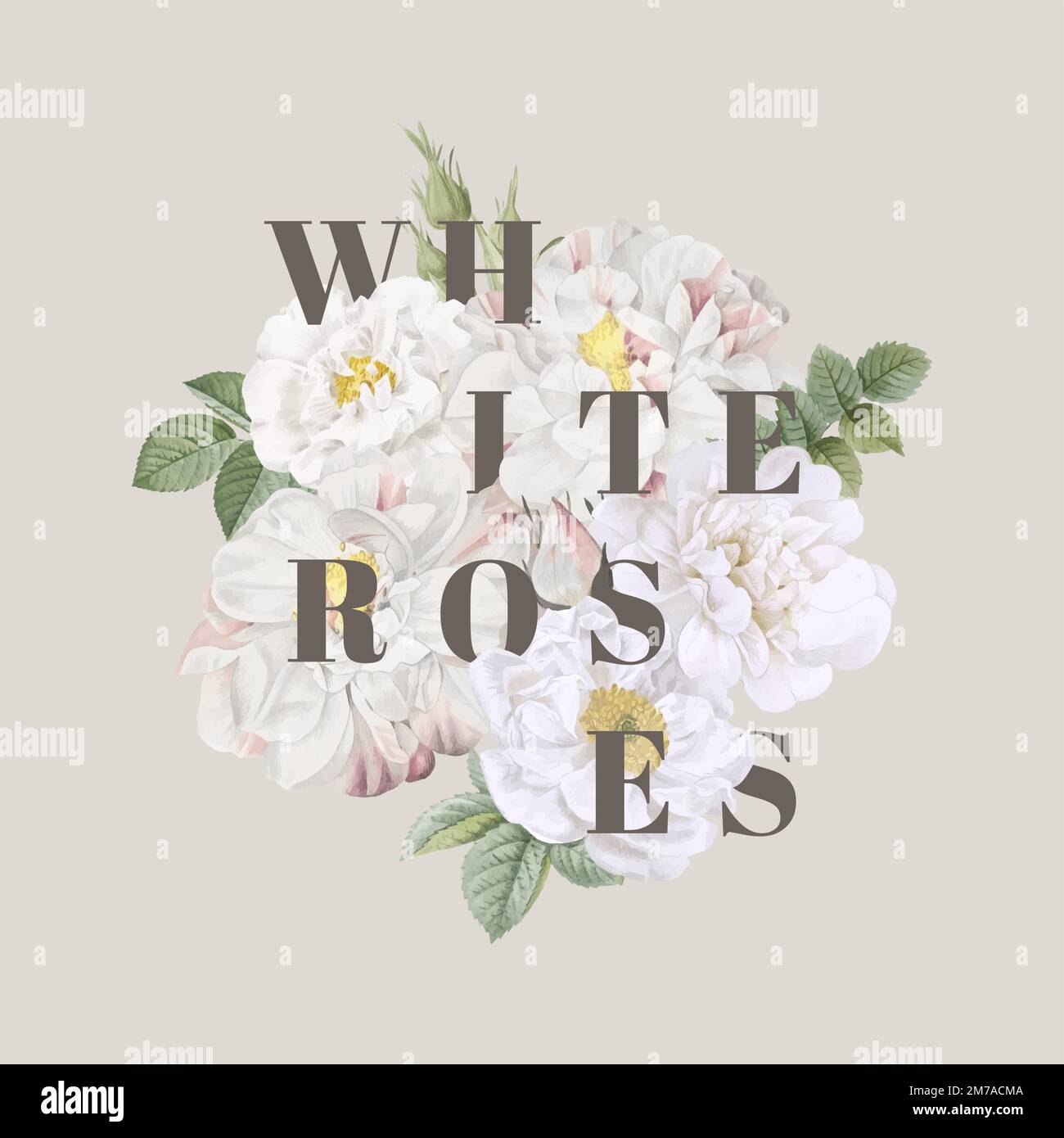 Blooming white roses design element vector Stock Vector Image & Art - Alamy