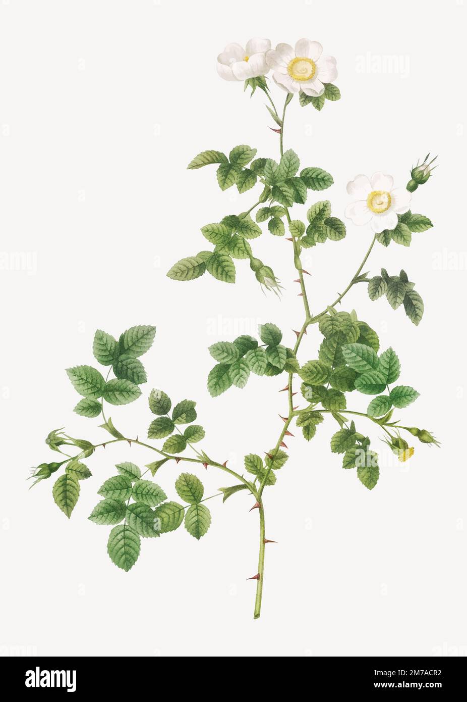 Briar rose Stock Vector Images - Alamy