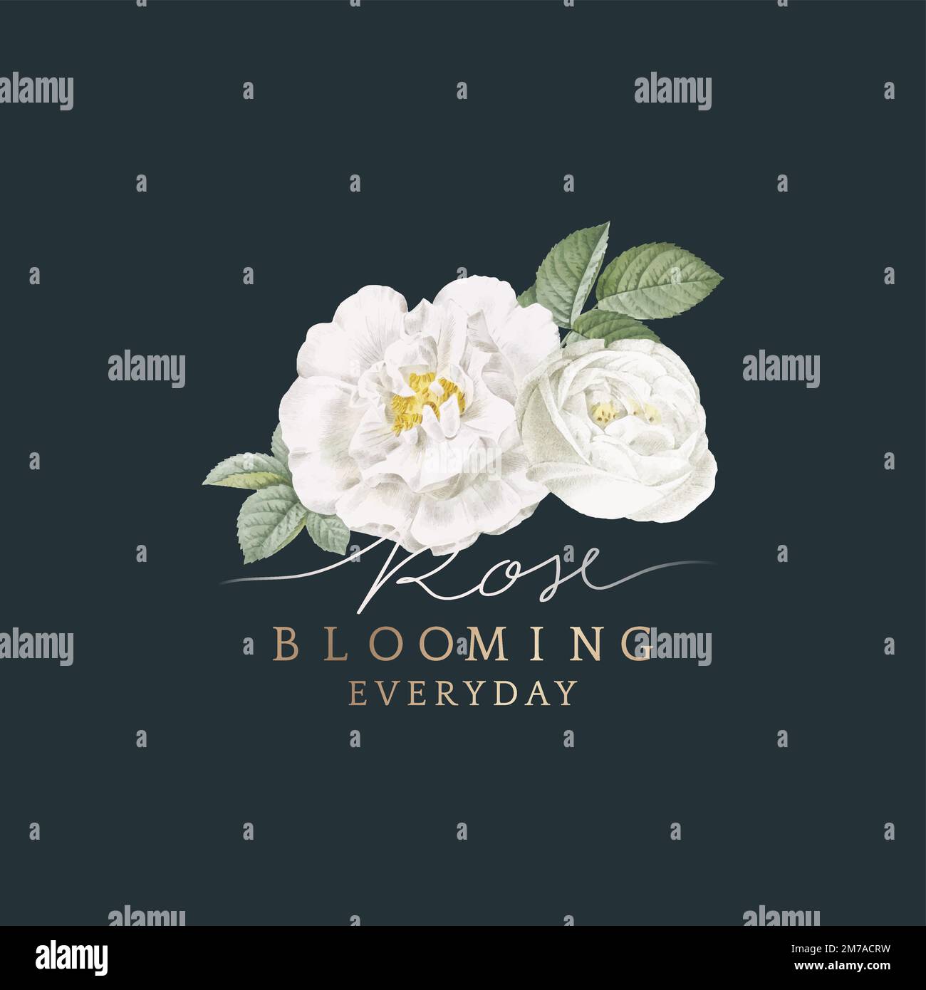 Beautiful rose blooming everyday vector Stock Vector Image & Art - Alamy