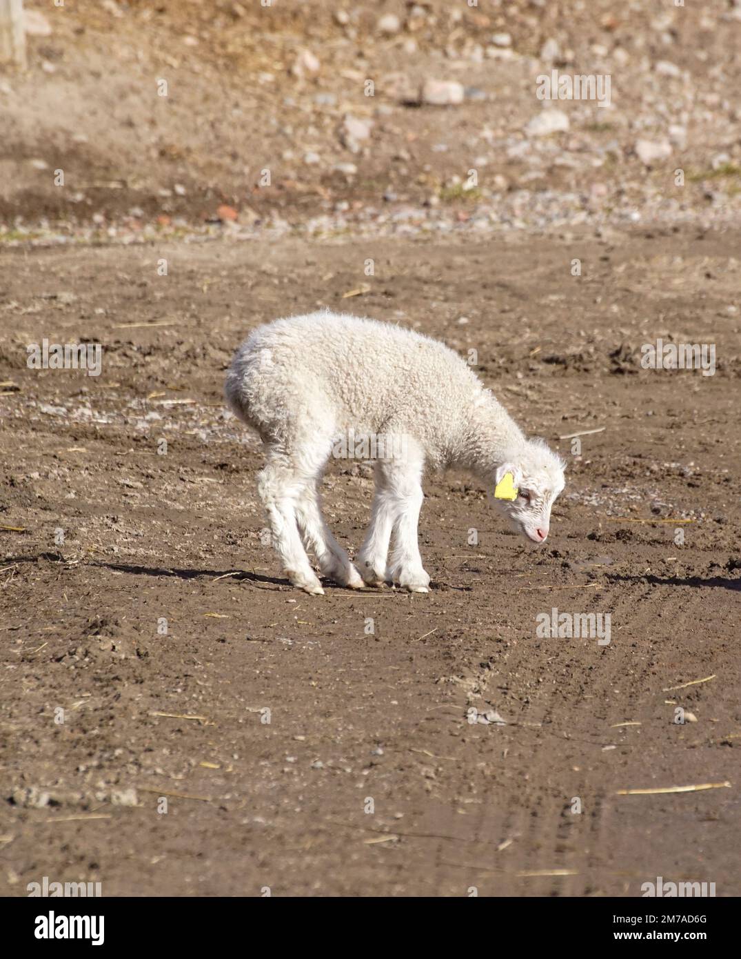 One lamb standing on a pasture hi-res stock photography and images - Alamy