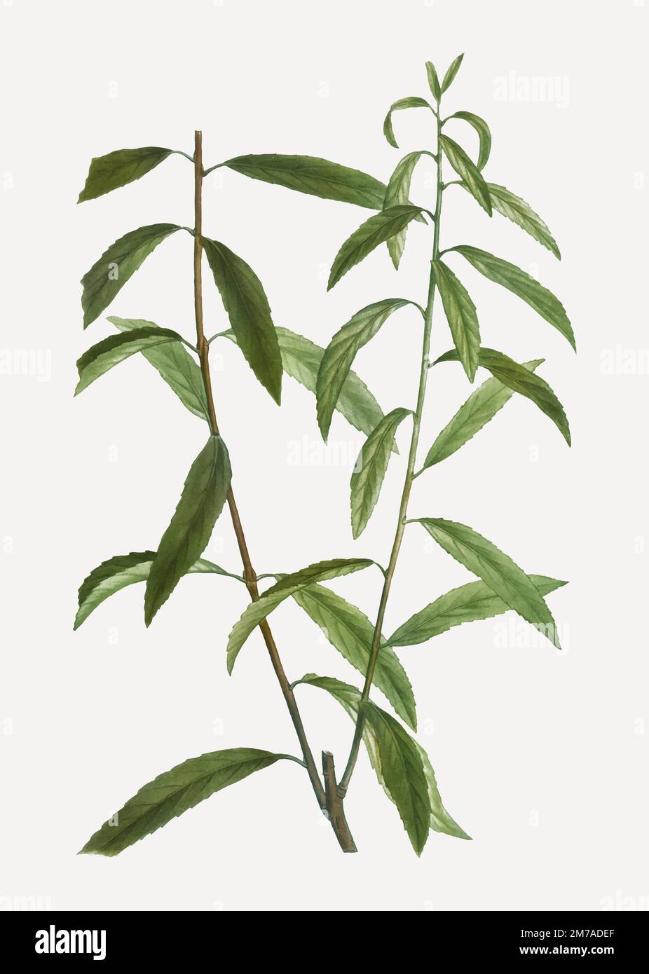 Vintage white willow branch plant vector Stock Vector Image & Art - Alamy