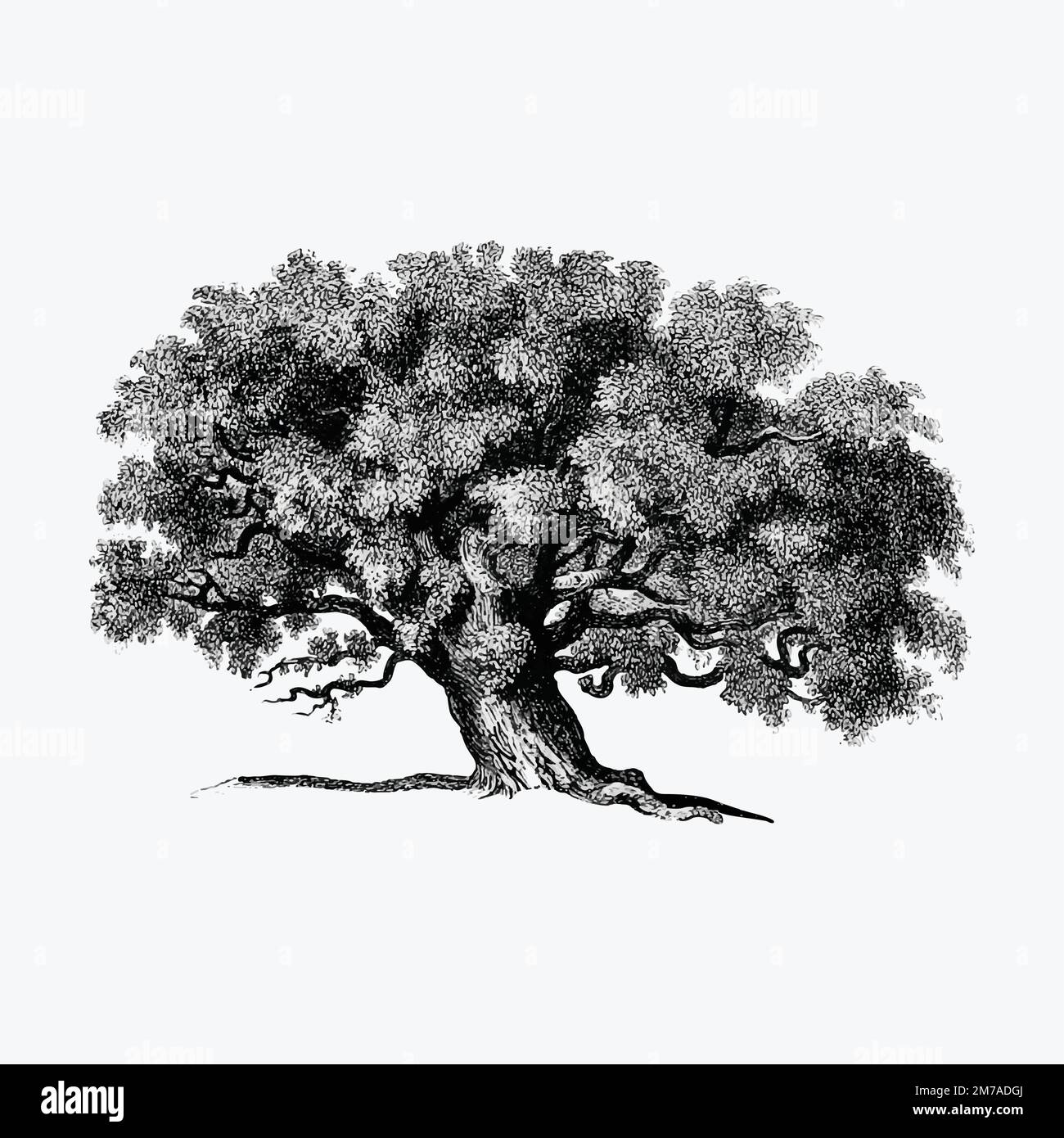 Vintage Victorian style tree engraving vector Stock Vector Image & Art ...