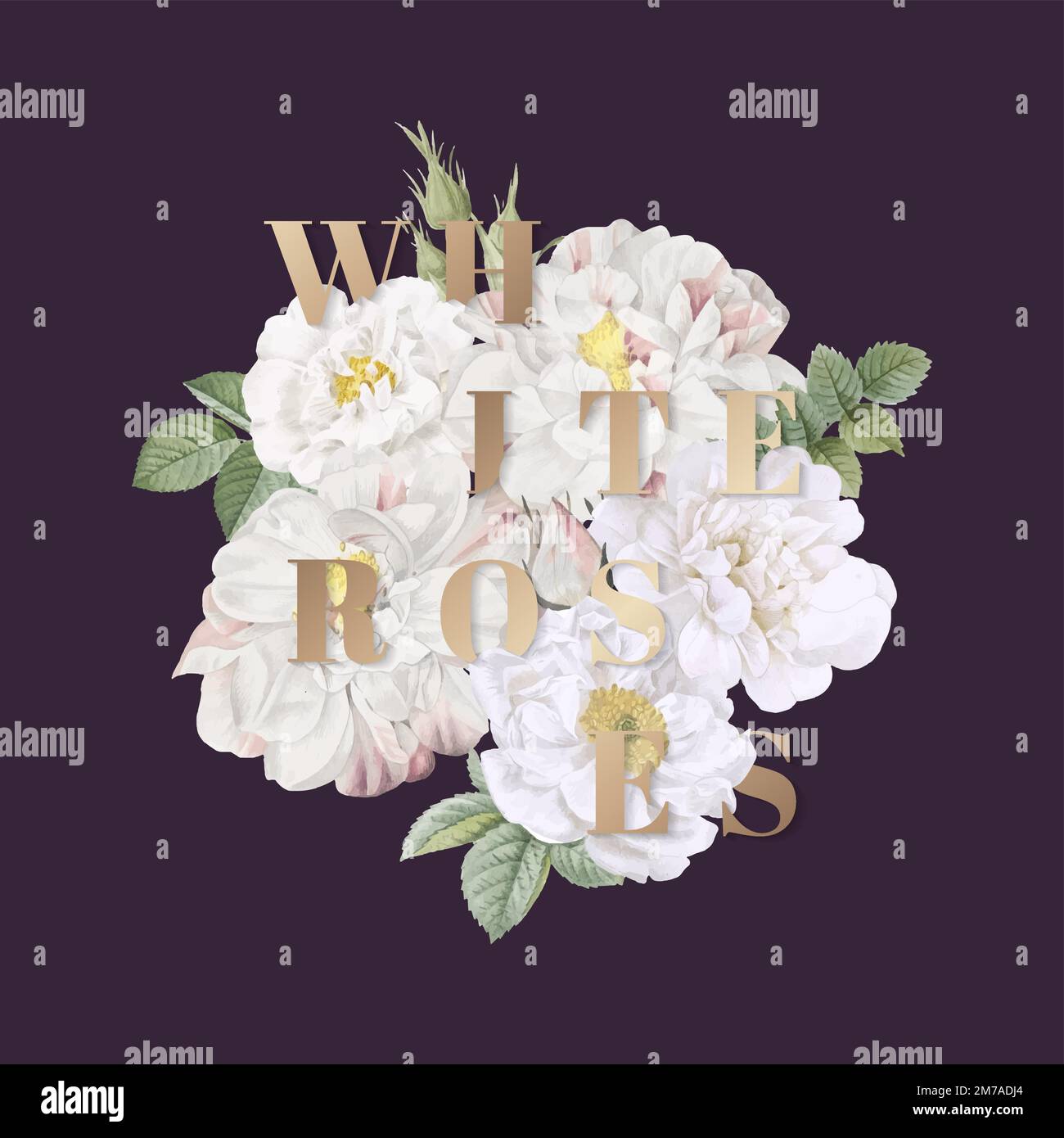 Rose of york Stock Vector Images - Alamy