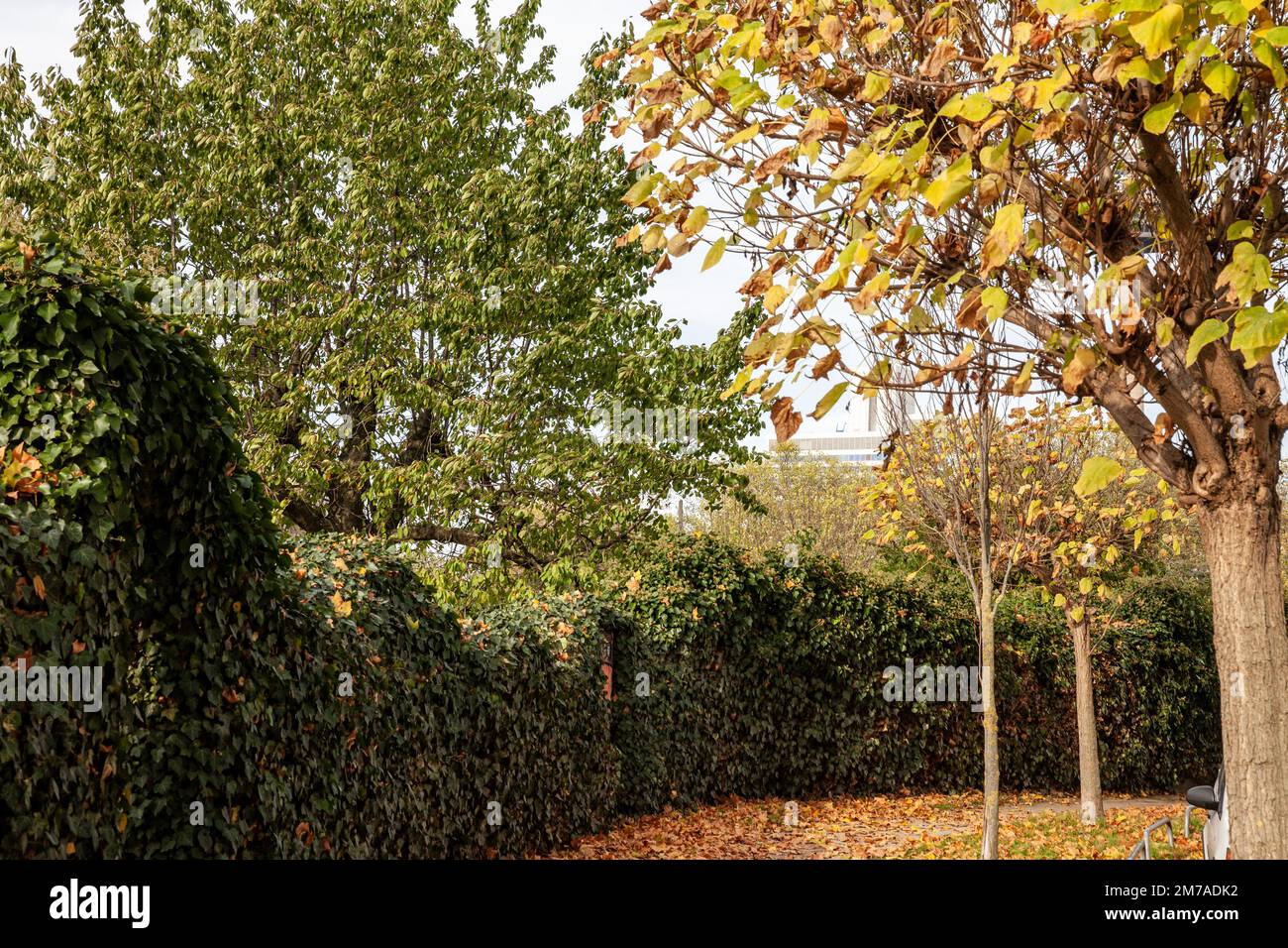 Picture of trees next to a street in autumn, with their typical colors ...