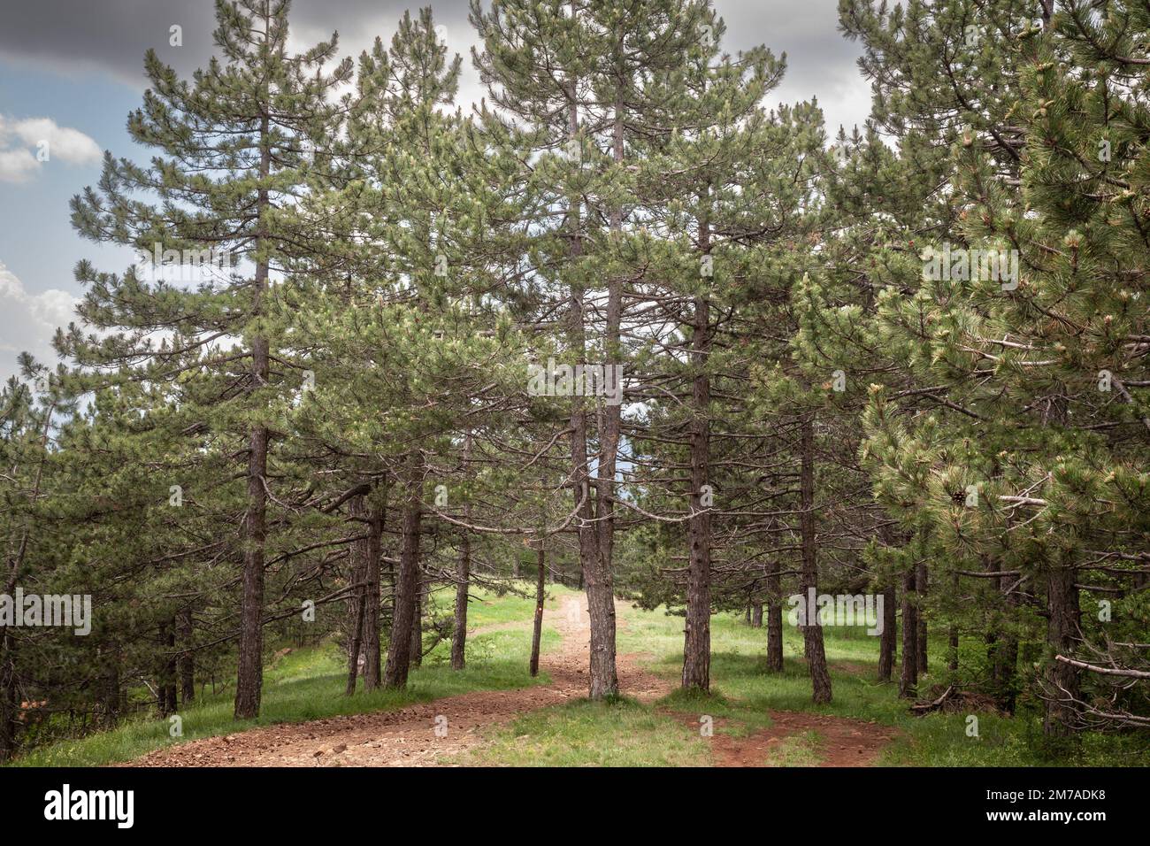 Picture of a typical pine forest in the Balkans, in a deep wood, in a ...