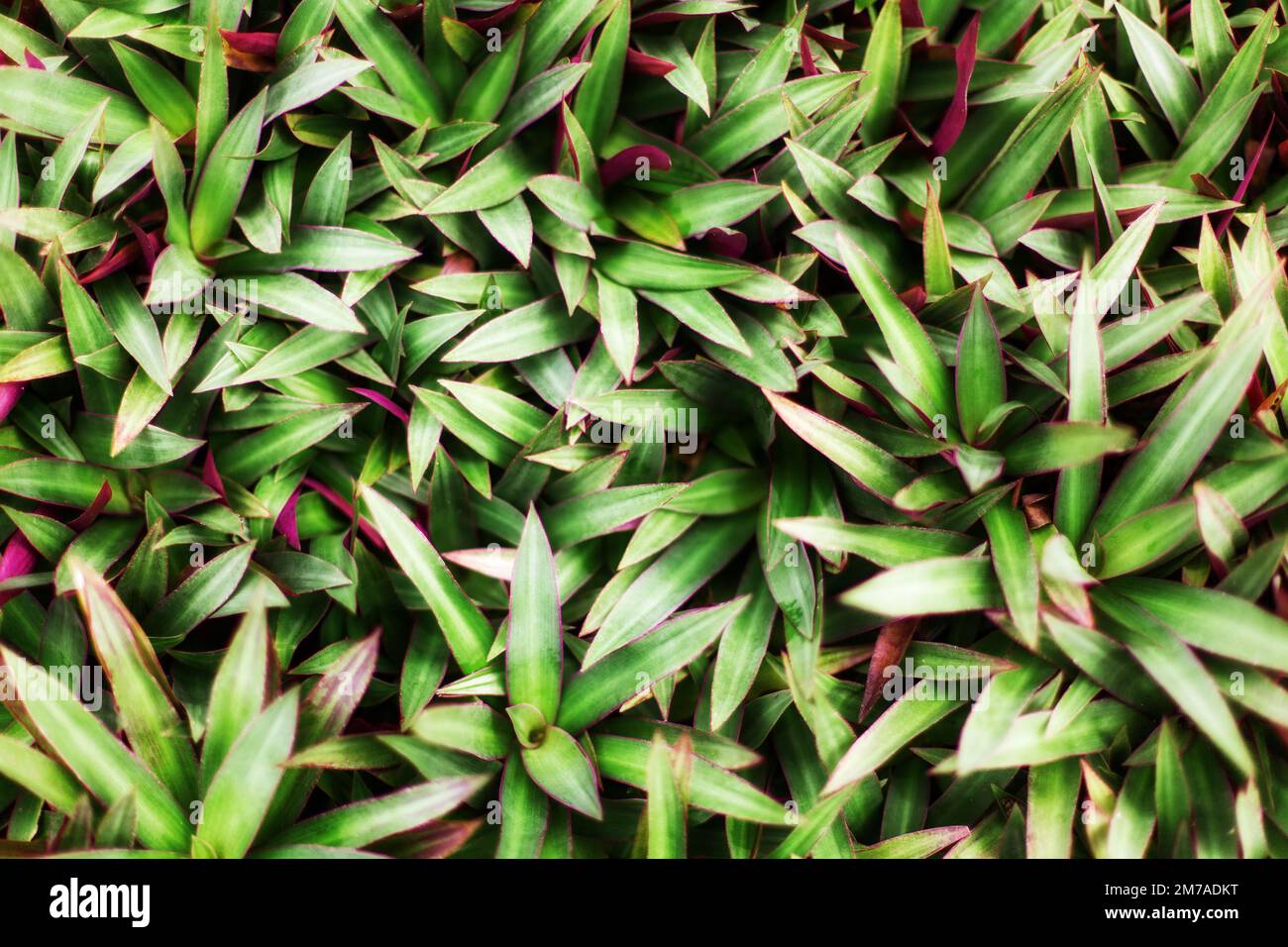 Green purple grass blades texture background close up top view ...