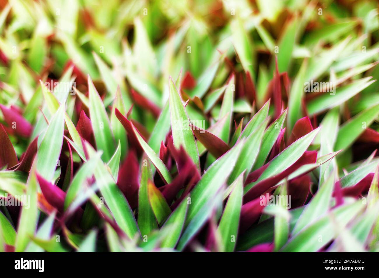 Green purple grass blades texture blurred background close up ...