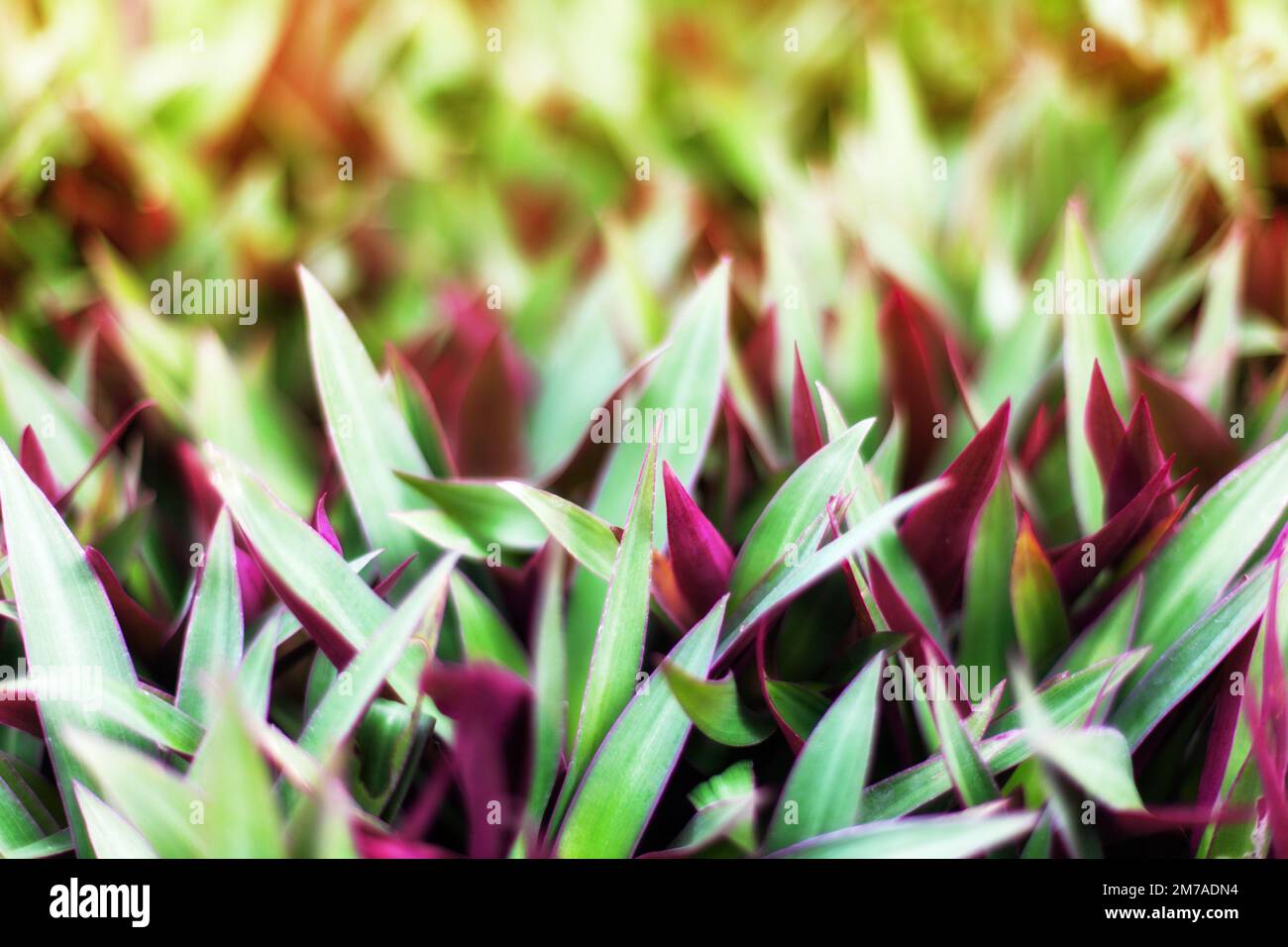 Green purple grass blades texture blurred background close up ...