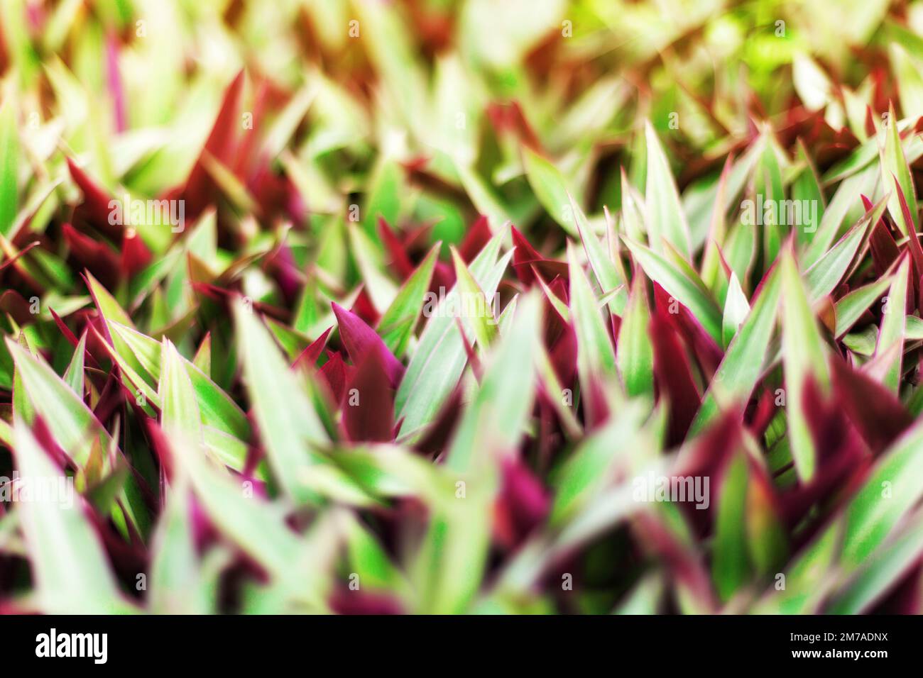 Green purple grass blades texture blurred background close up ...