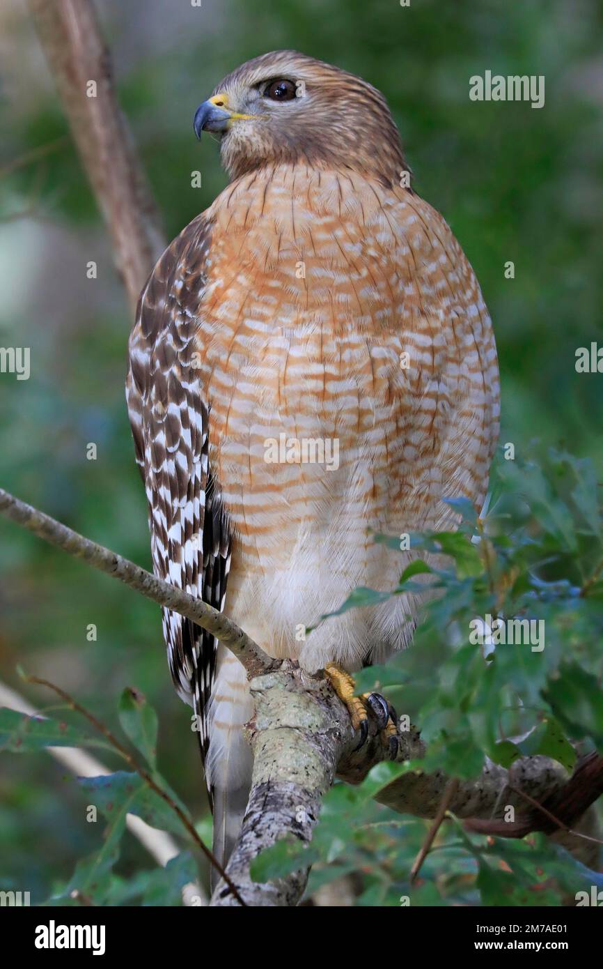 Bird with the crystal plumage hi-res stock photography and images - Alamy