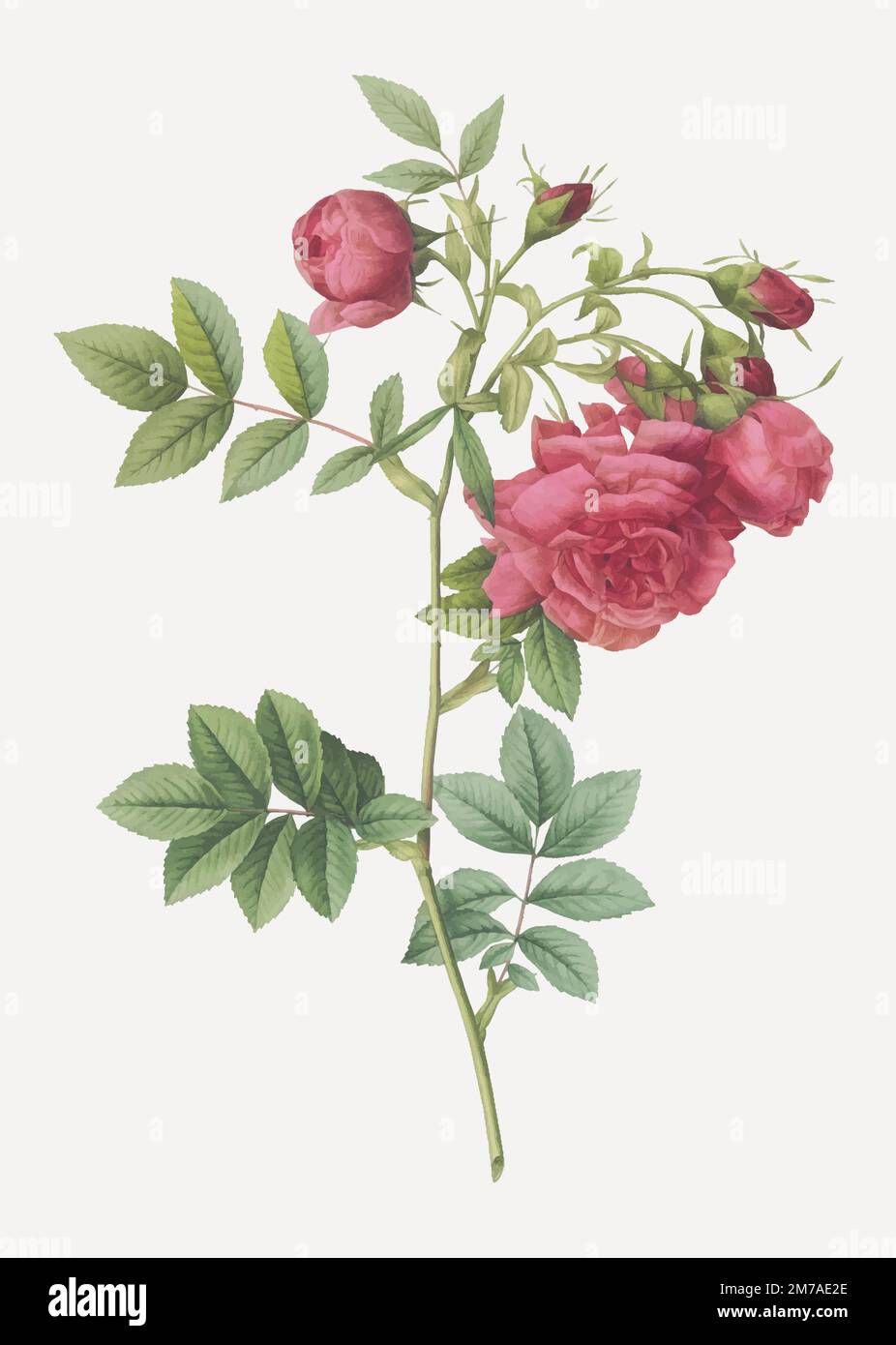 Cultivation of roses Stock Vector Images - Alamy