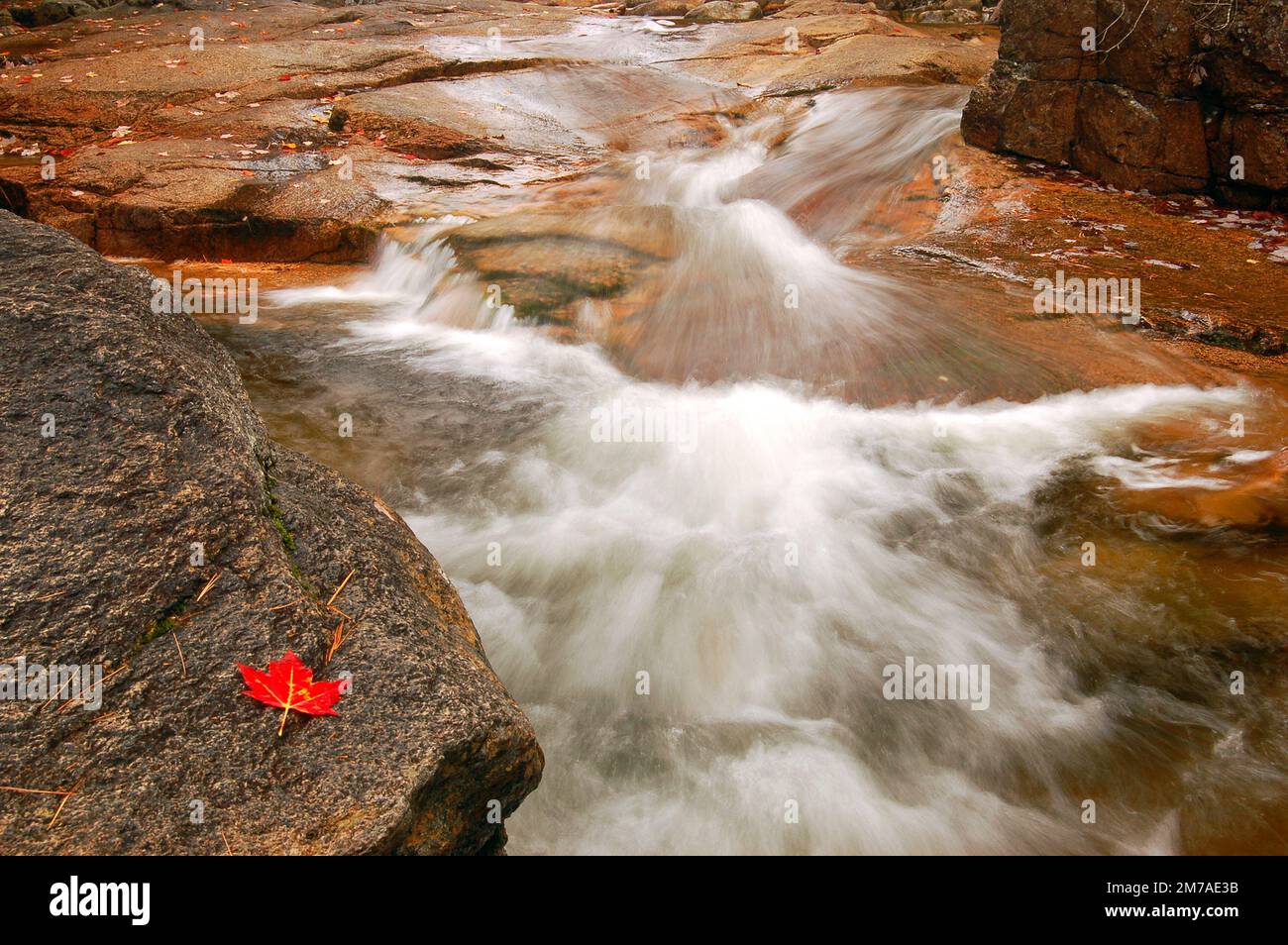 A red autumn leaf lands on a rock near a roaring brook traversing ...