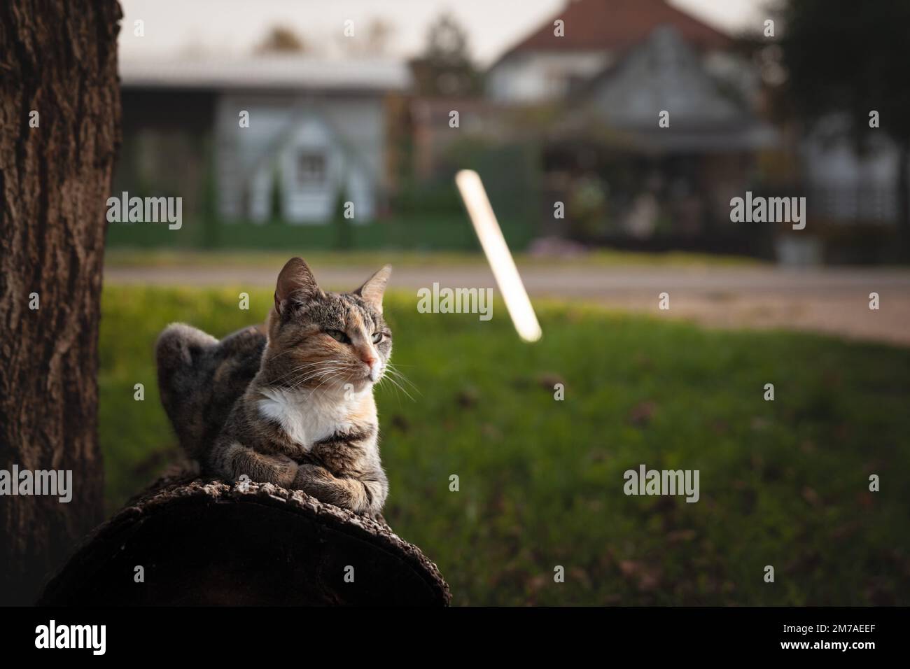 Picture of a female tortoiseshell cat, happy, posing in outdoors Stock ...