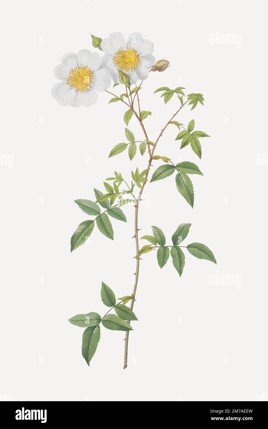 Vintage blooming musk rose vector Stock Vector Image & Art - Alamy
