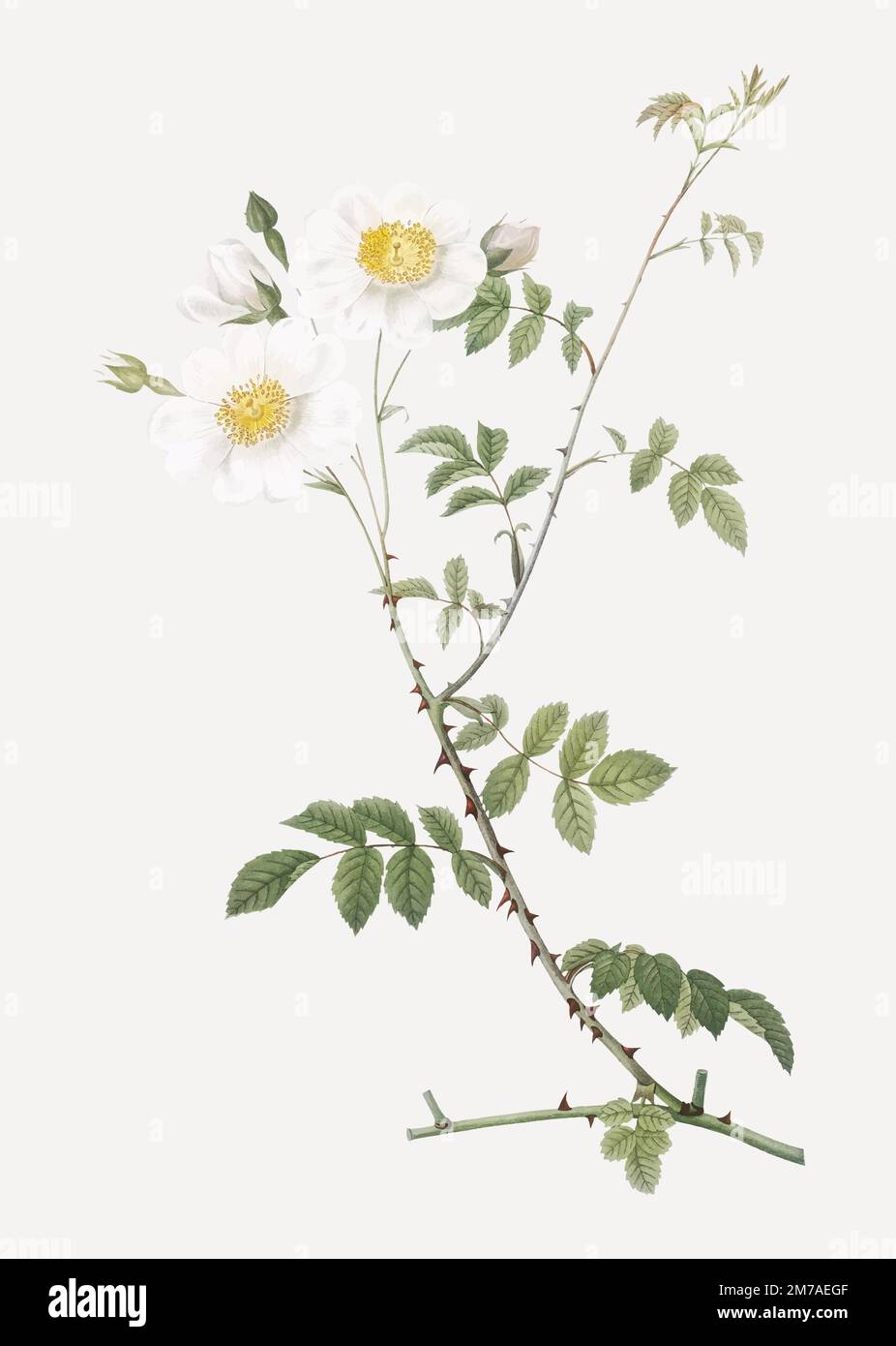 Vintage blooming field rose vector Stock Vector Image & Art - Alamy