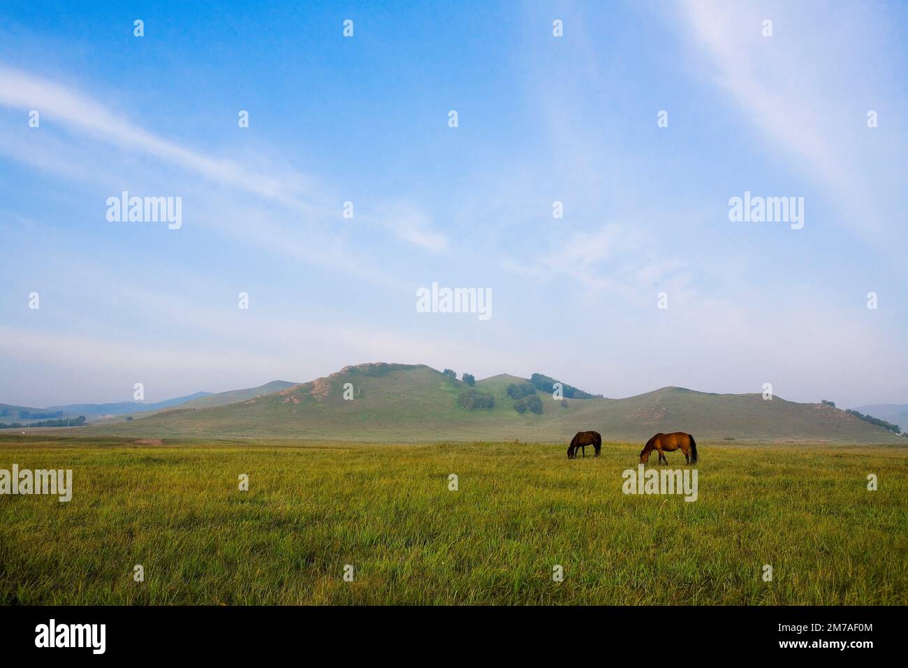 Bashang grassland in Inner Mongolia Stock Photo - Alamy
