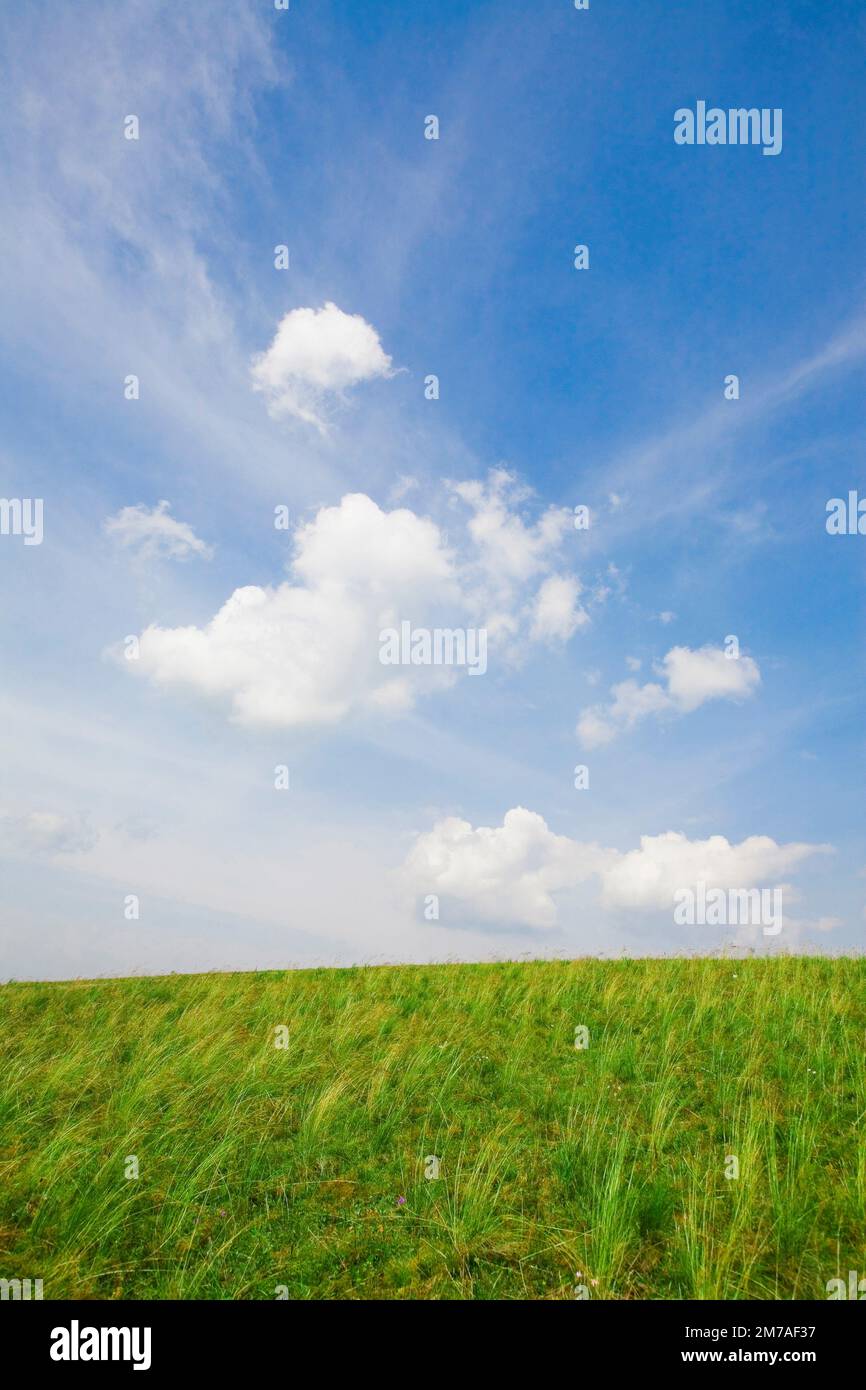 Bashang grassland in Inner Mongolia Stock Photo - Alamy