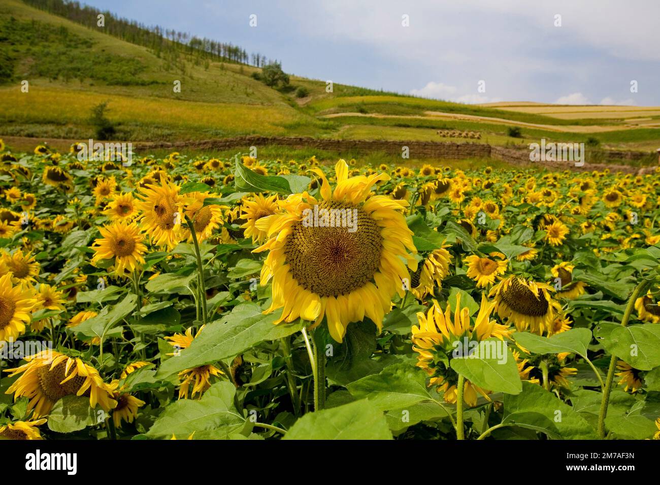Bashang grassland in Inner Mongolia Stock Photo - Alamy